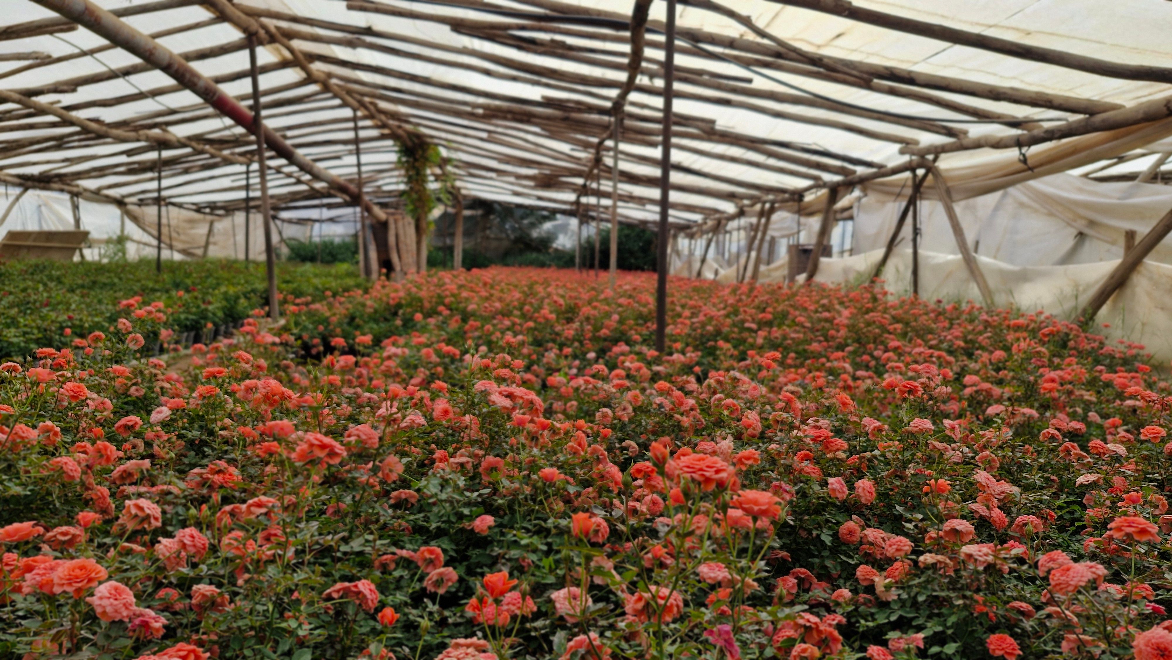 Vibrant Rose Greenhouse in Tehran, Iran · Free Stock Photo