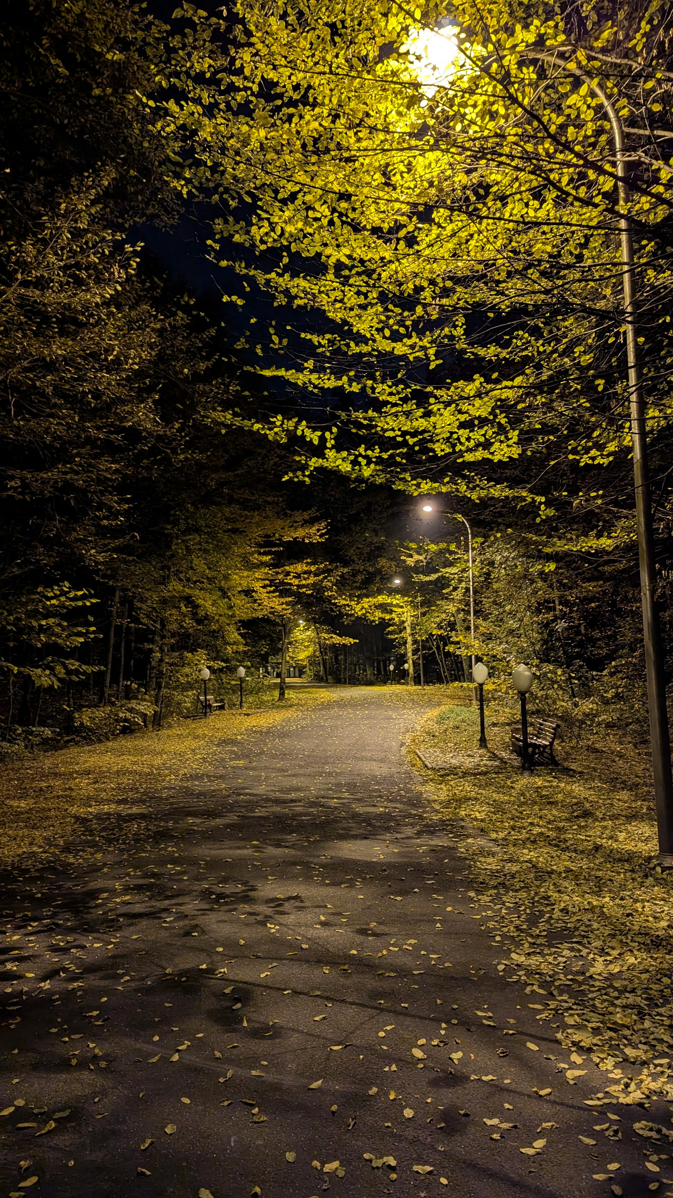 Nighttime Autumn Park Path with Streetlights · Free Stock Photo