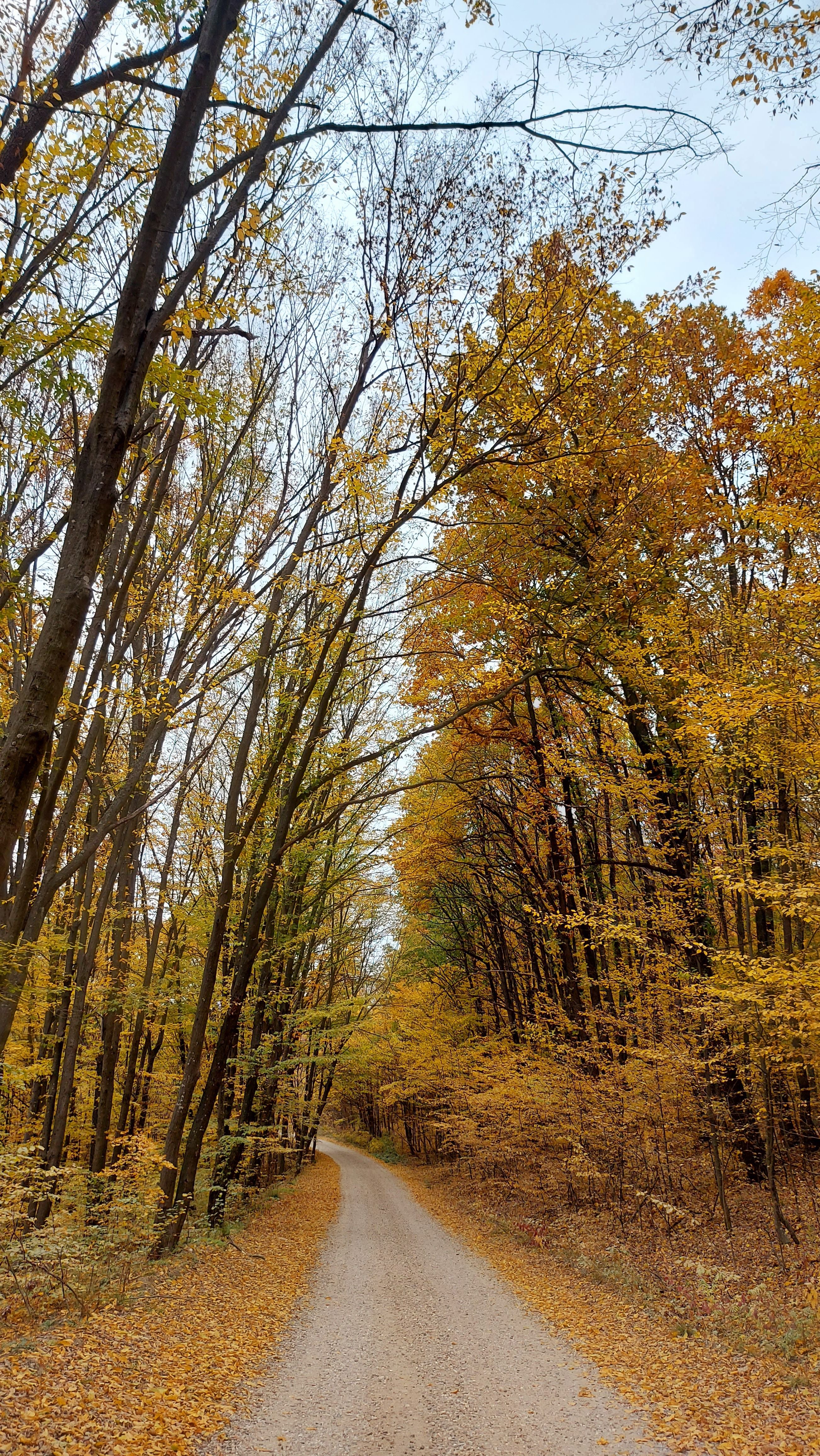 Scenic Autumn Forest Trail with Colorful Foliage · Free Stock Photo