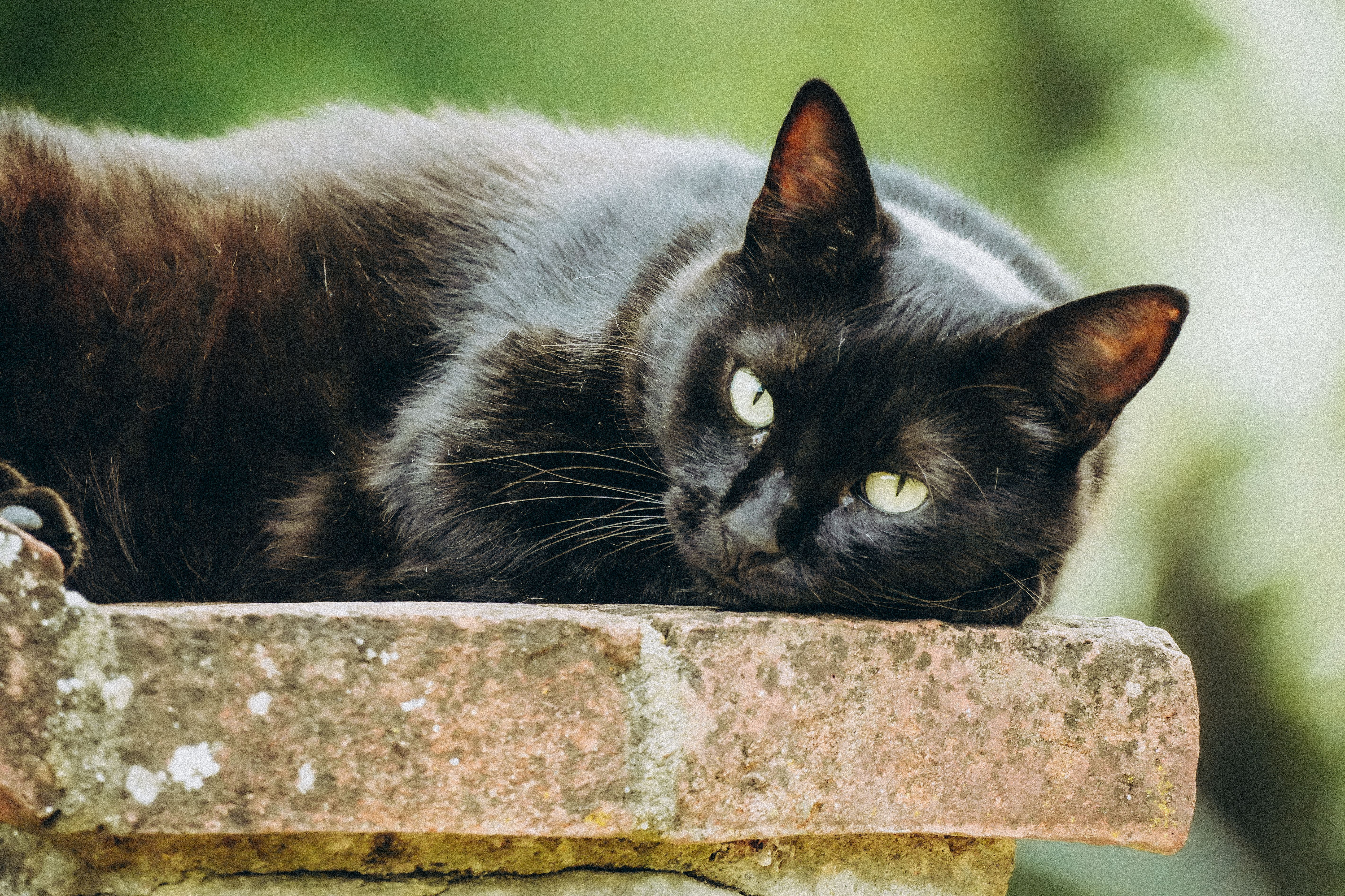 Black Cat Resting on Brick Wall Outdoors · Free Stock Photo