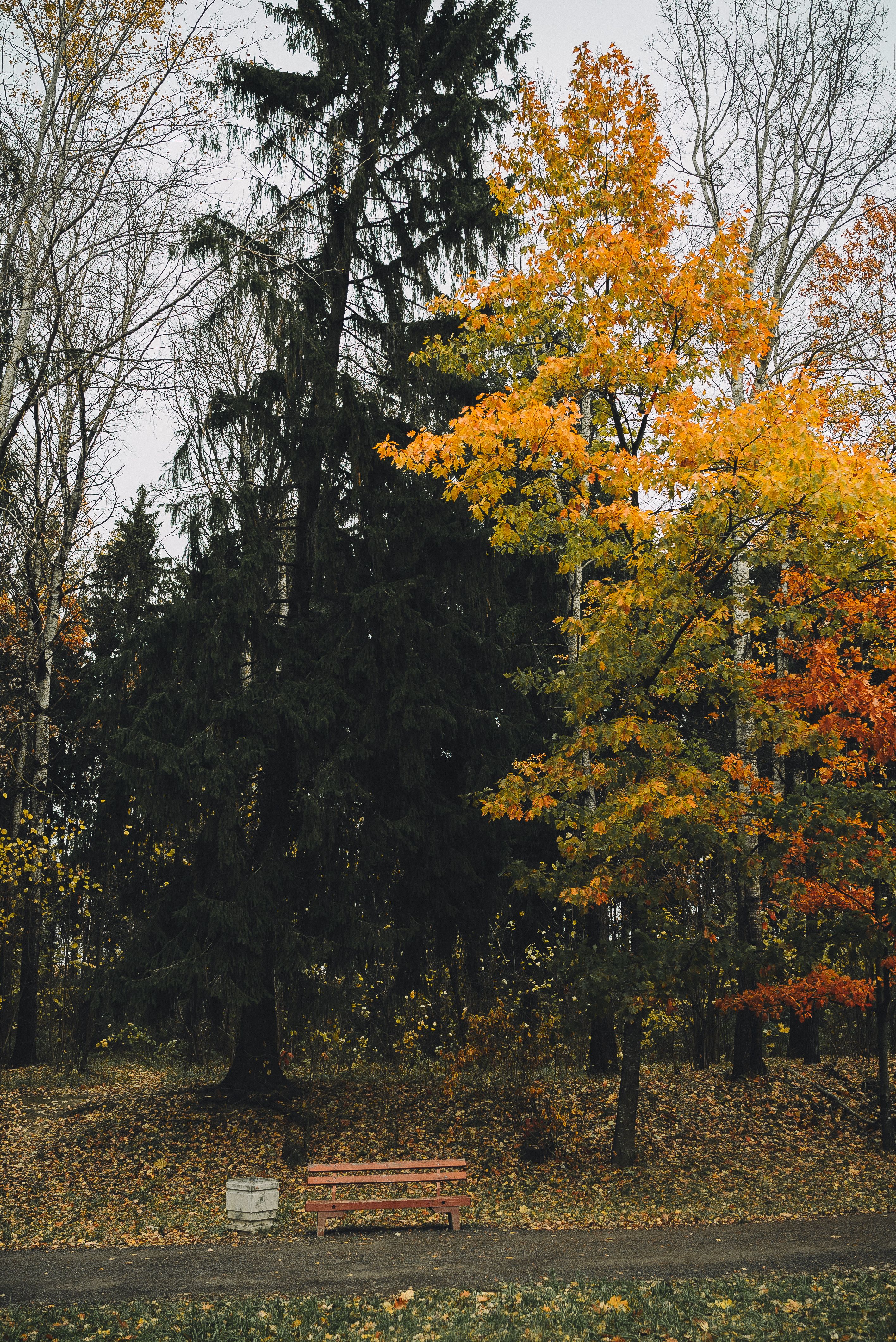 Serene Autumn Forest in Minsk, Belarus · Free Stock Photo