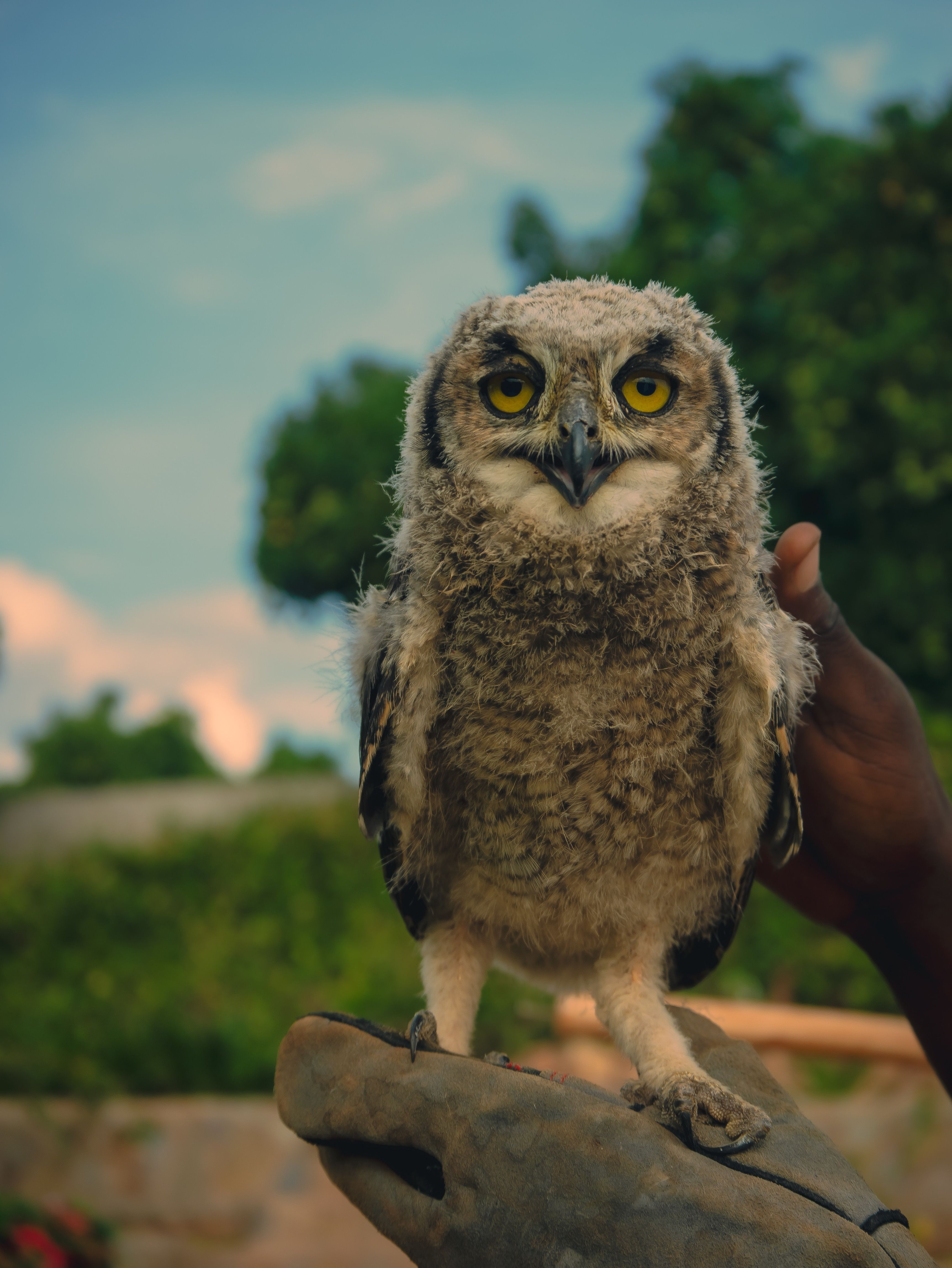 Close-Up of Fluffy Young Owl Perched Outdoors · Free Stock Photo