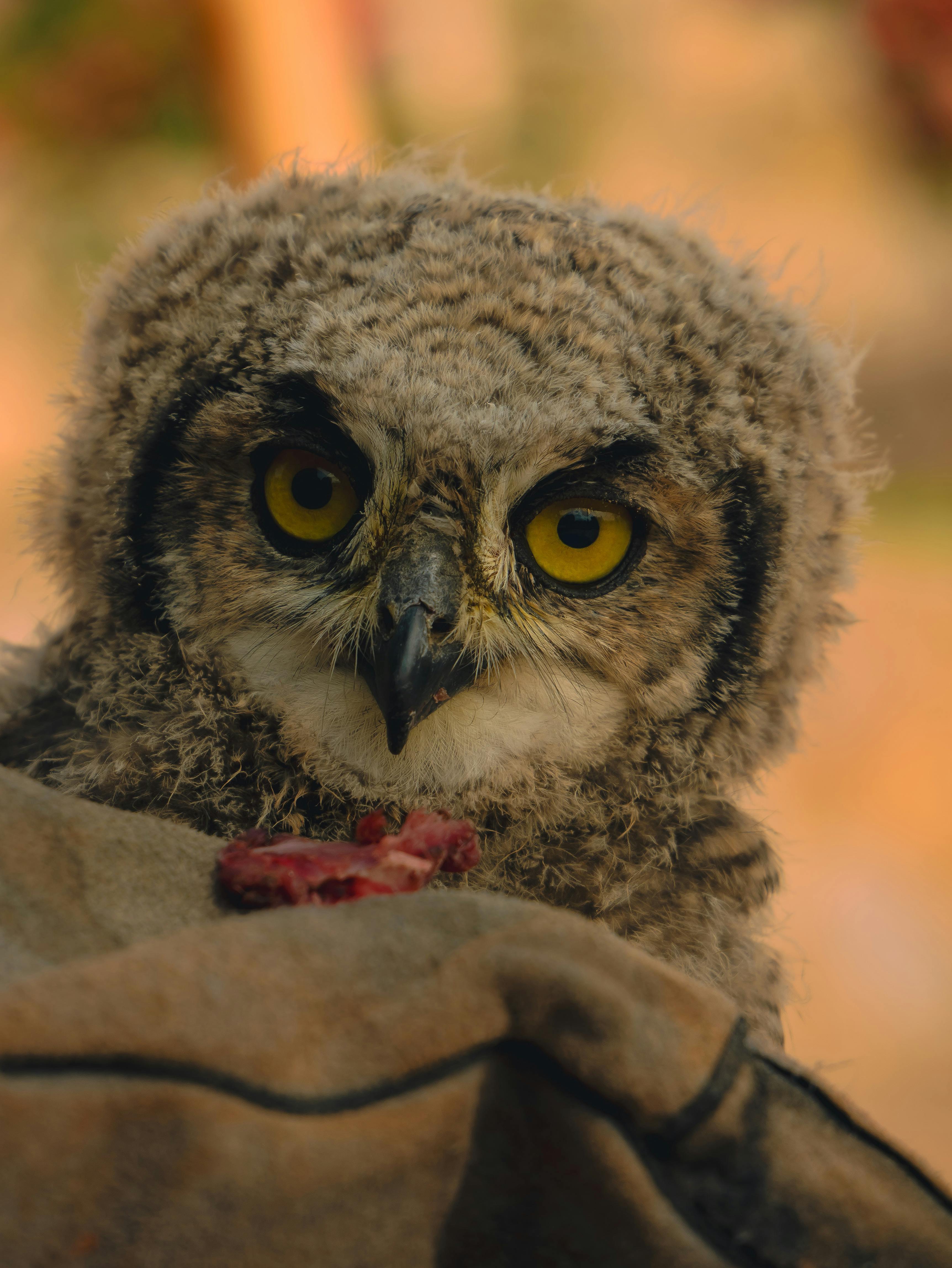 Foto de stock gratuita sobre al aire libre, américa del norte, animal ...