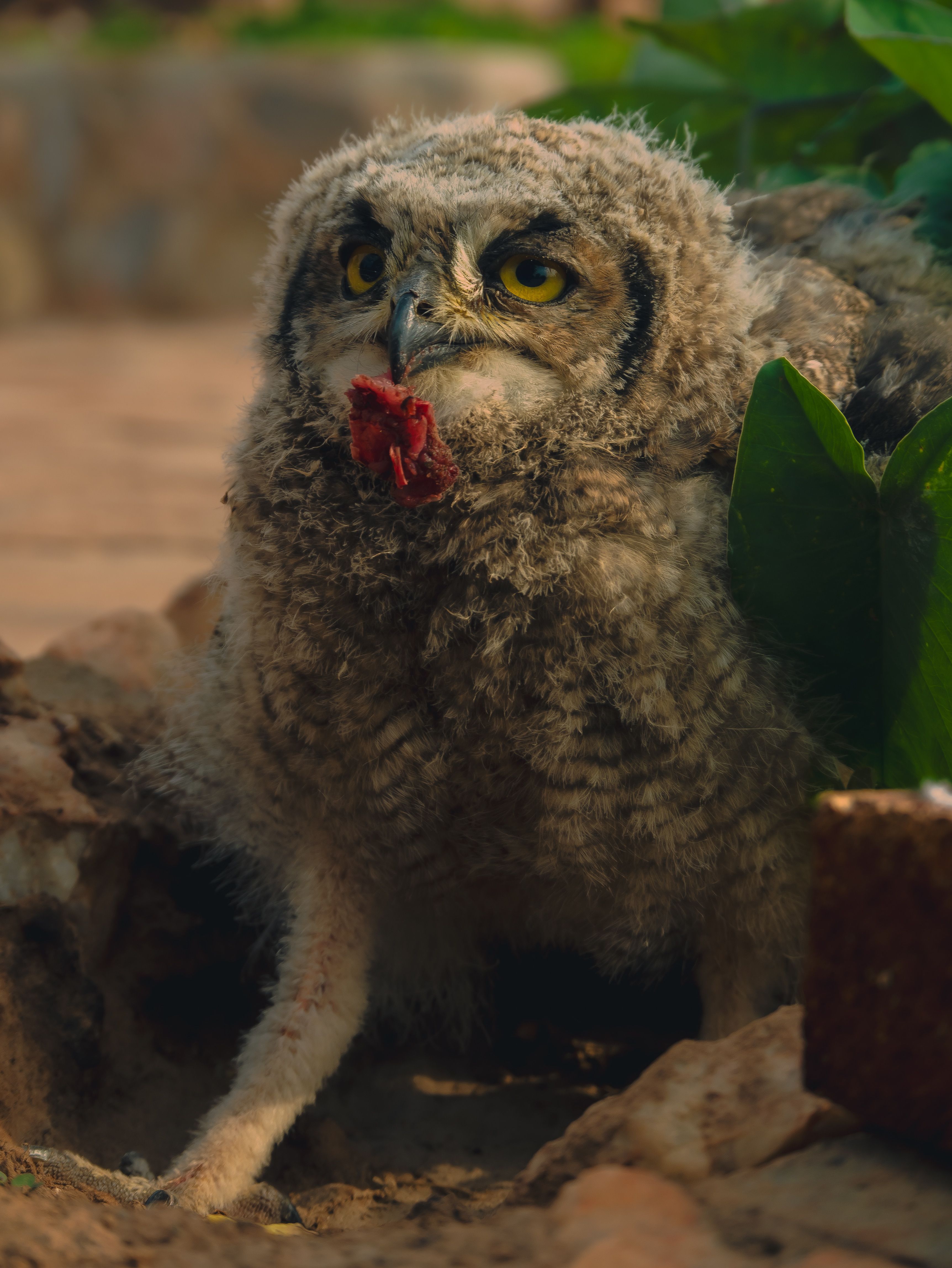 Búho Cornudo Juvenil Comiendo En La Naturaleza · Foto de stock gratuita