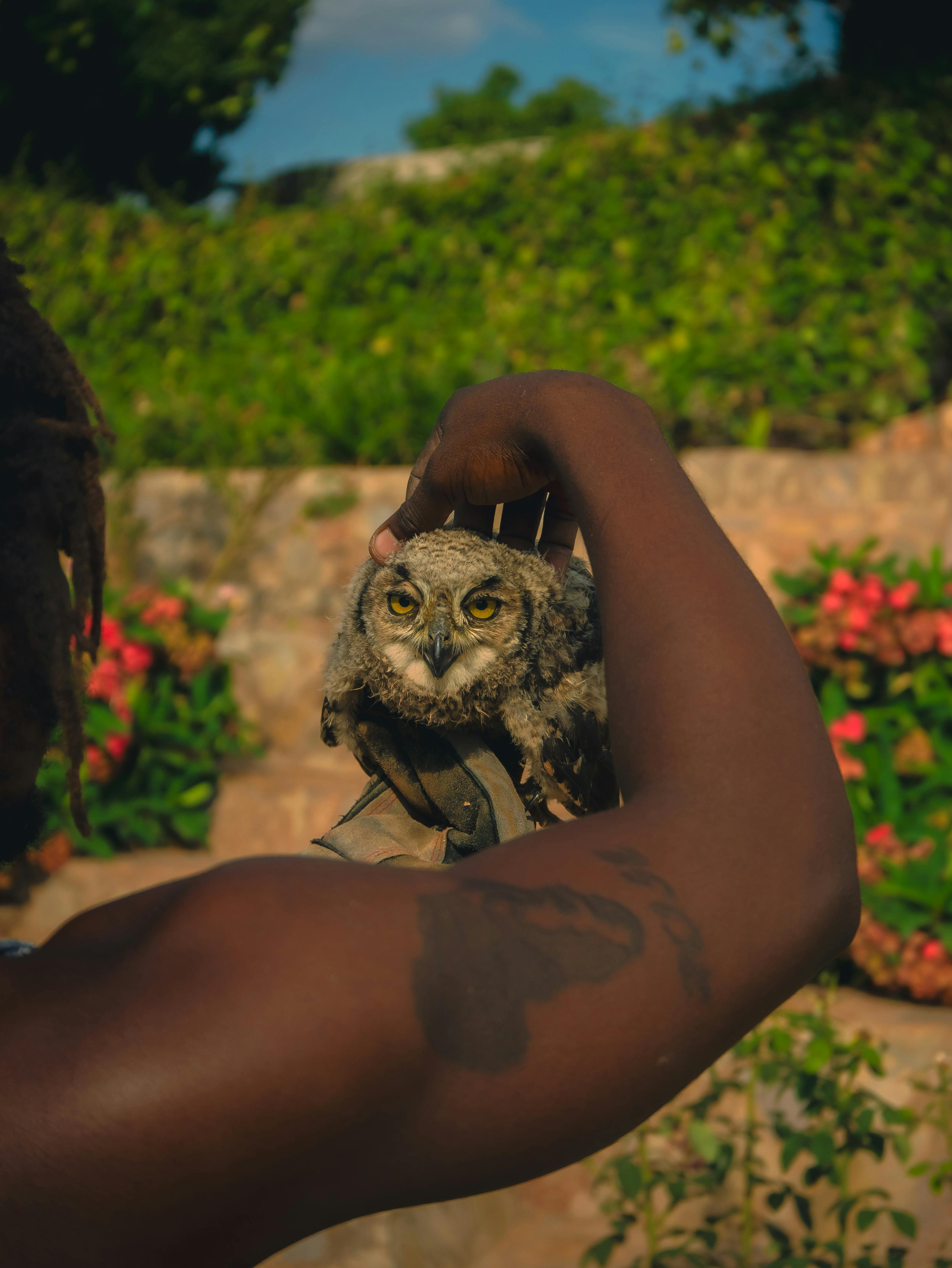 Flappy Bird Photos, Download The BEST Free Flappy Bird Stock Photos ...