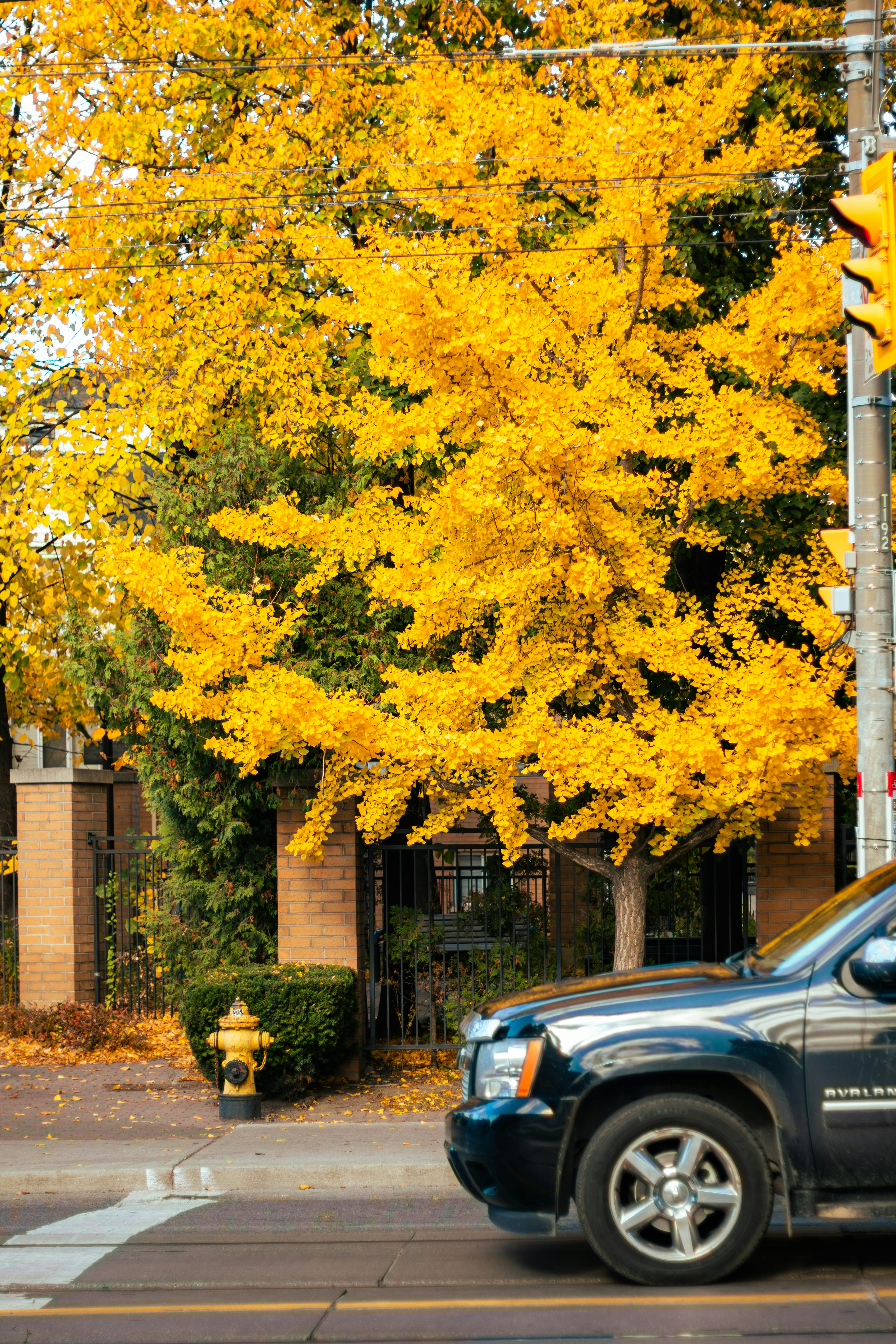 Golden Ginkgo Leaves in Toronto's Fall · Free Stock Photo
