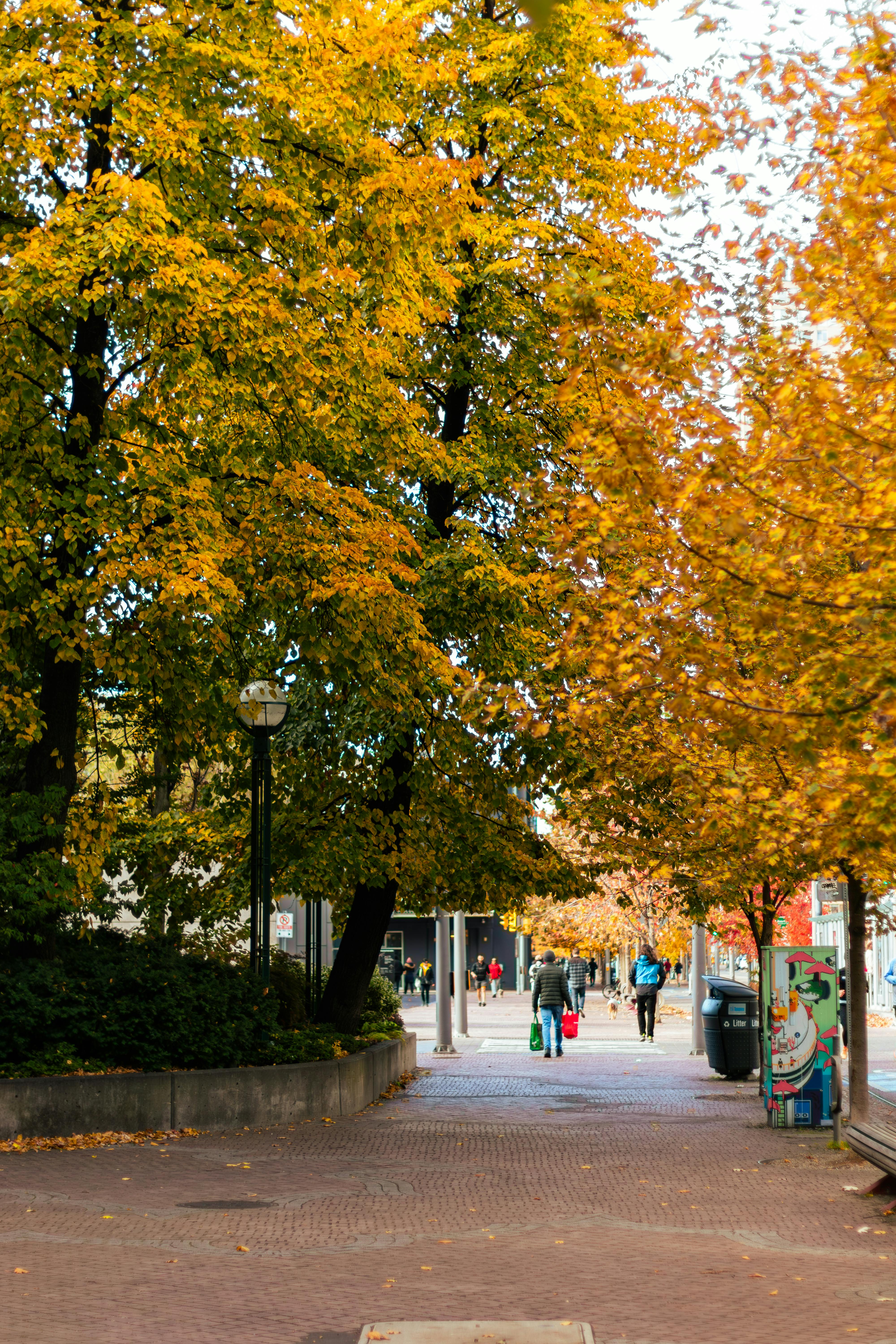 Toronto Street in Autumn with Colorful Foliage · Free Stock Photo