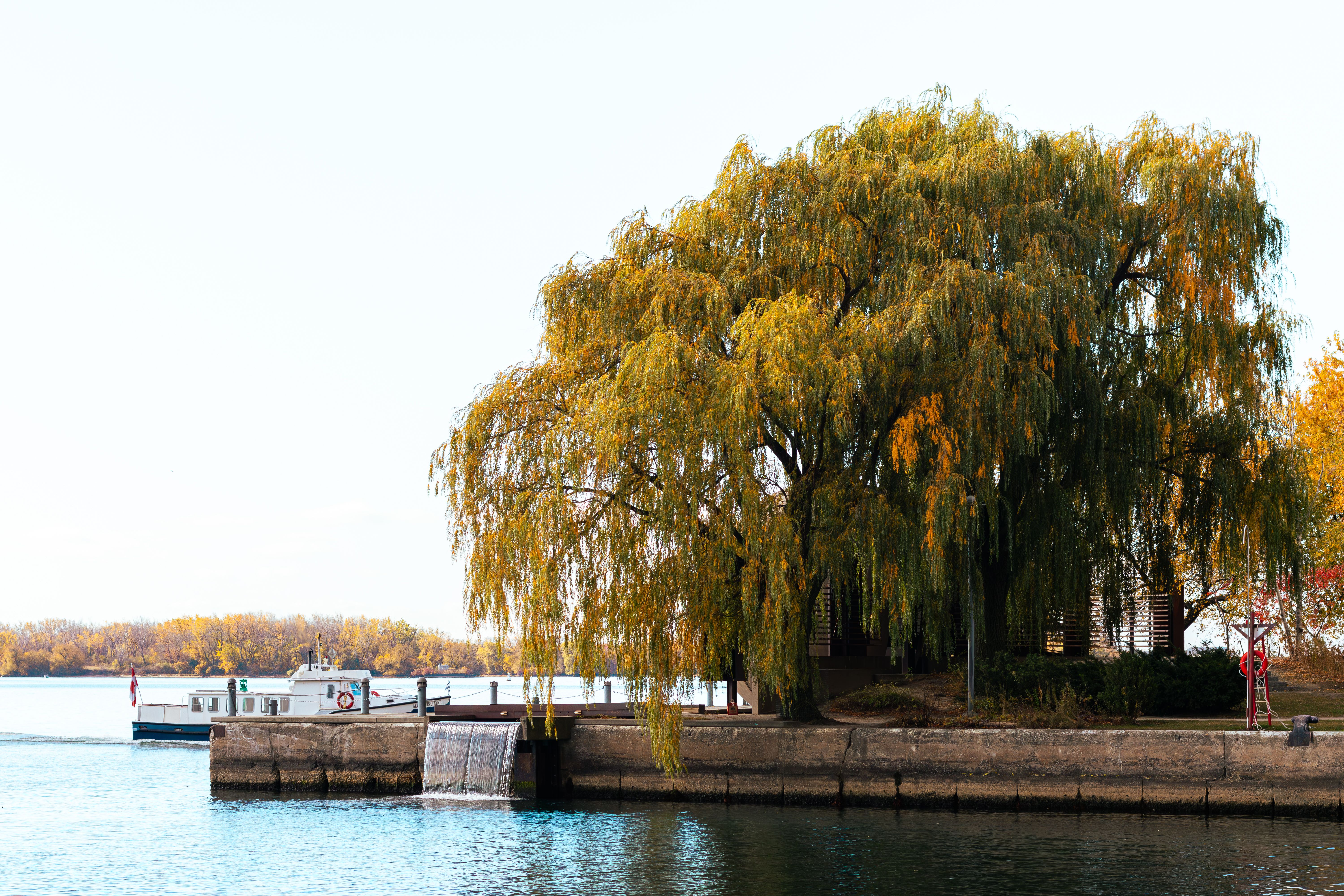 Toronto Waterfront in Fall with Scenic Willow · Free Stock Photo