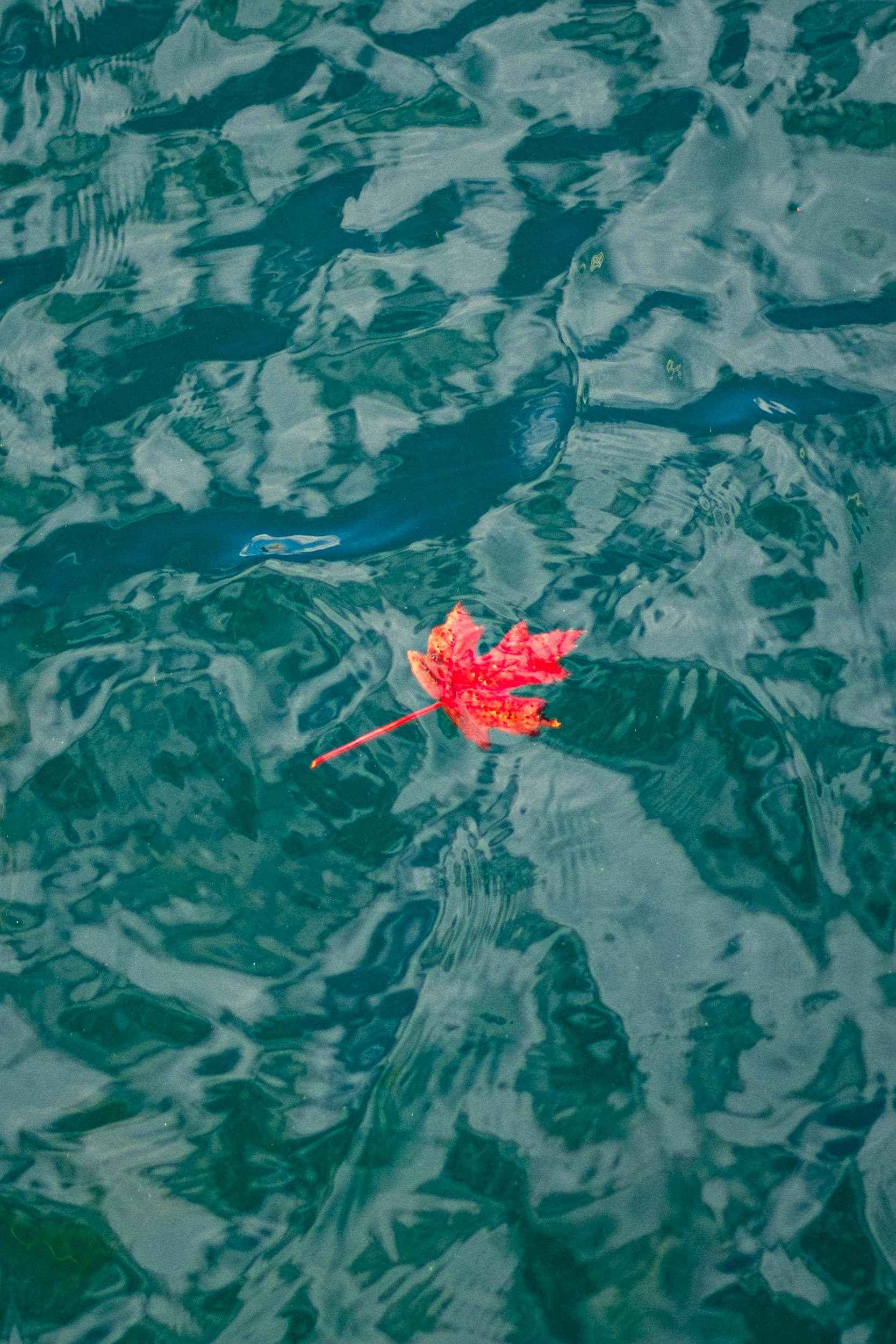 Vibrant Red Maple Leaf Floating on Lake Water · Free Stock Photo
