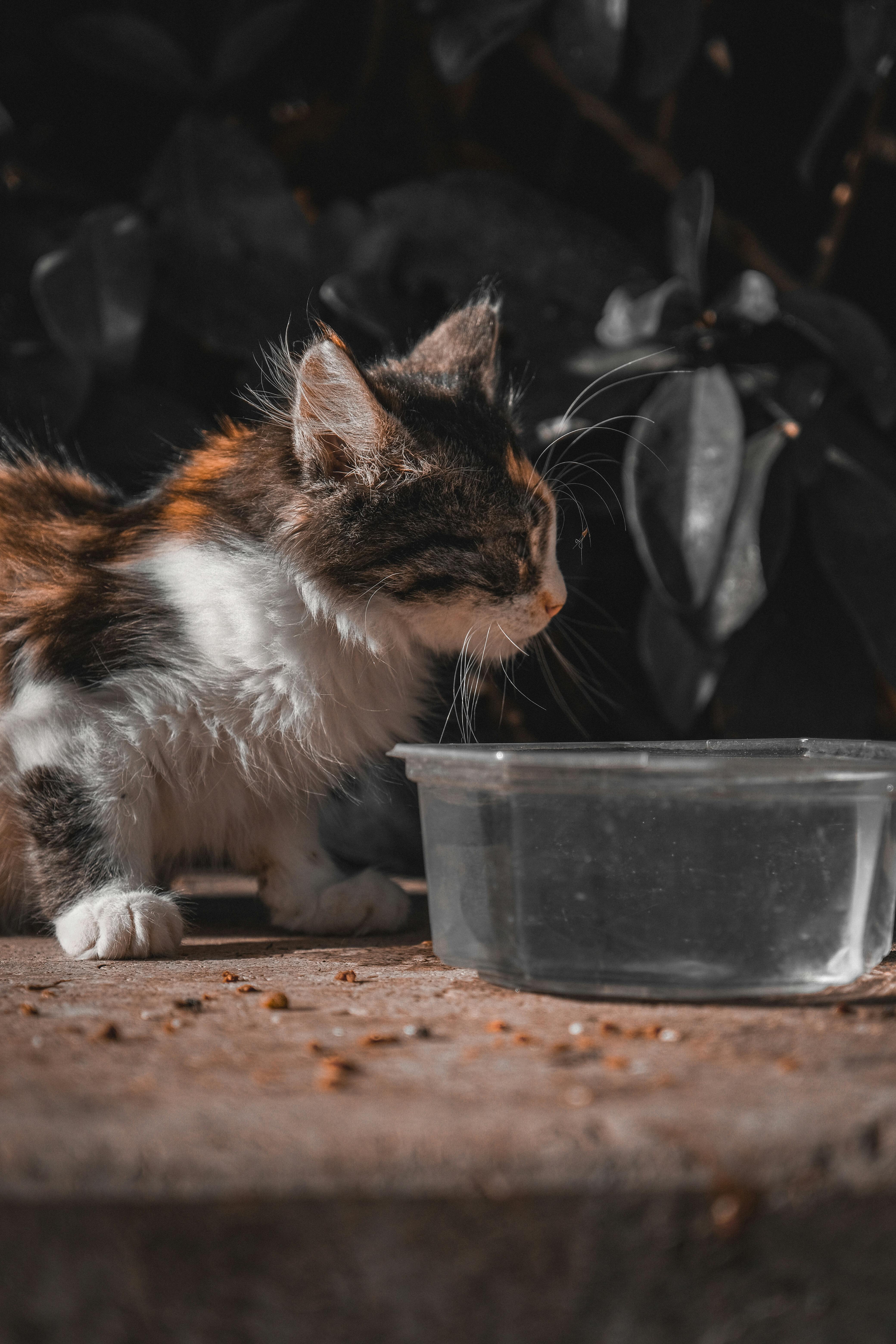 Adorable Calico Kitten Drinking Water Outdoors · Free Stock Photo