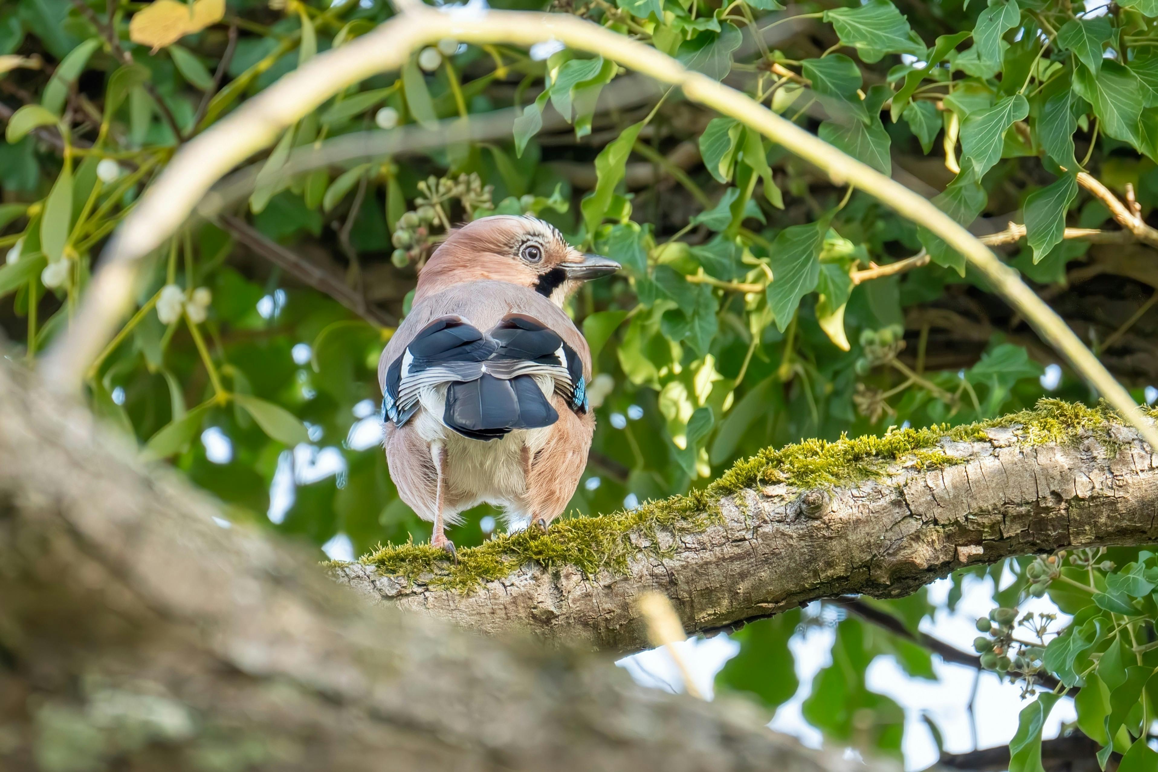Eurasian Jay Bird Perched on a Mossy Branch · Free Stock Photo