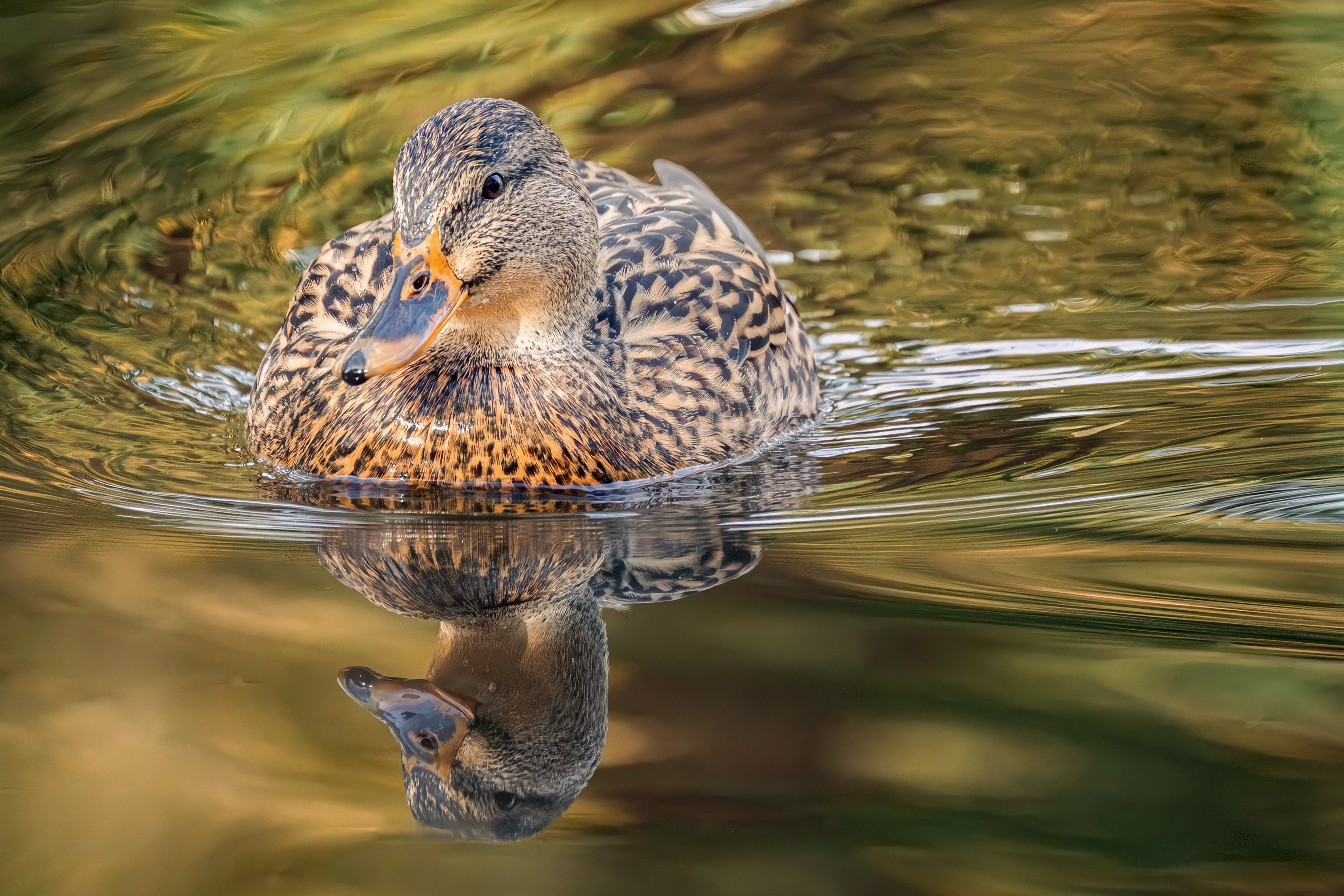 Majestic Mallard Duck on Serene Pond Reflection · Free Stock Photo
