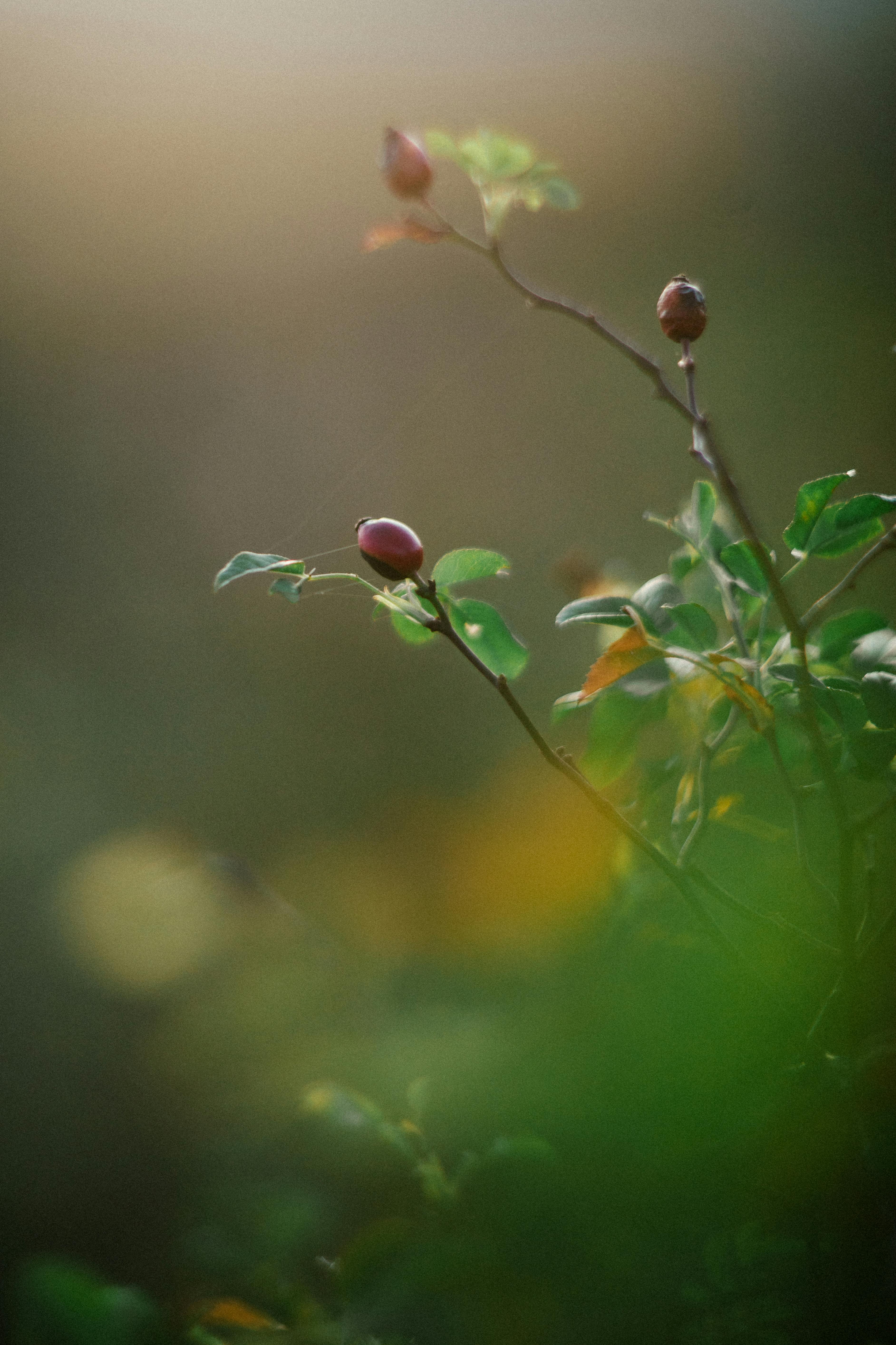 Rome Rose Photos, Download The BEST Free Rome Rose Stock Photos & HD Images