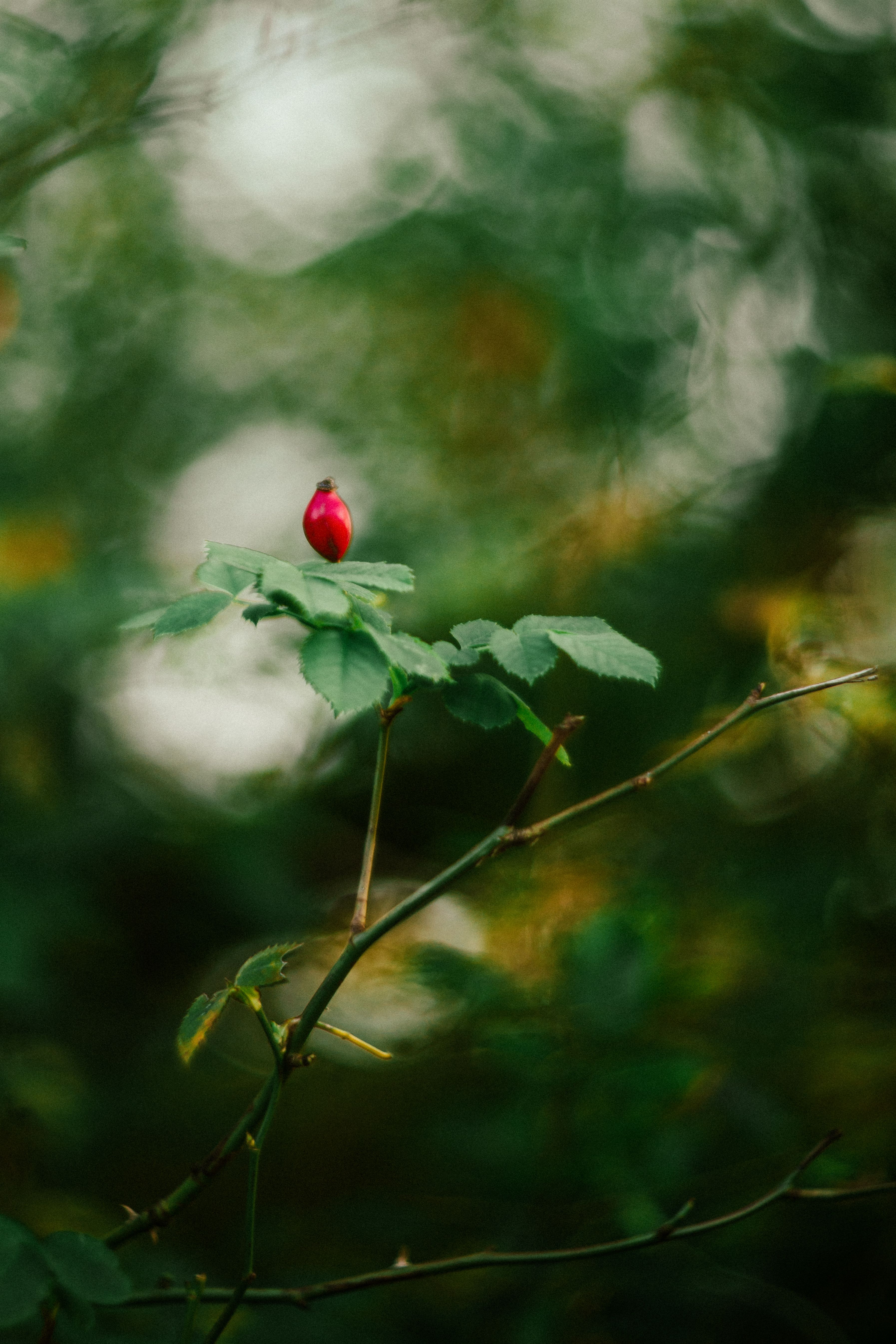 Vibrant Rosehip on a Dewy Leafy Touch Background · Free Stock Photo