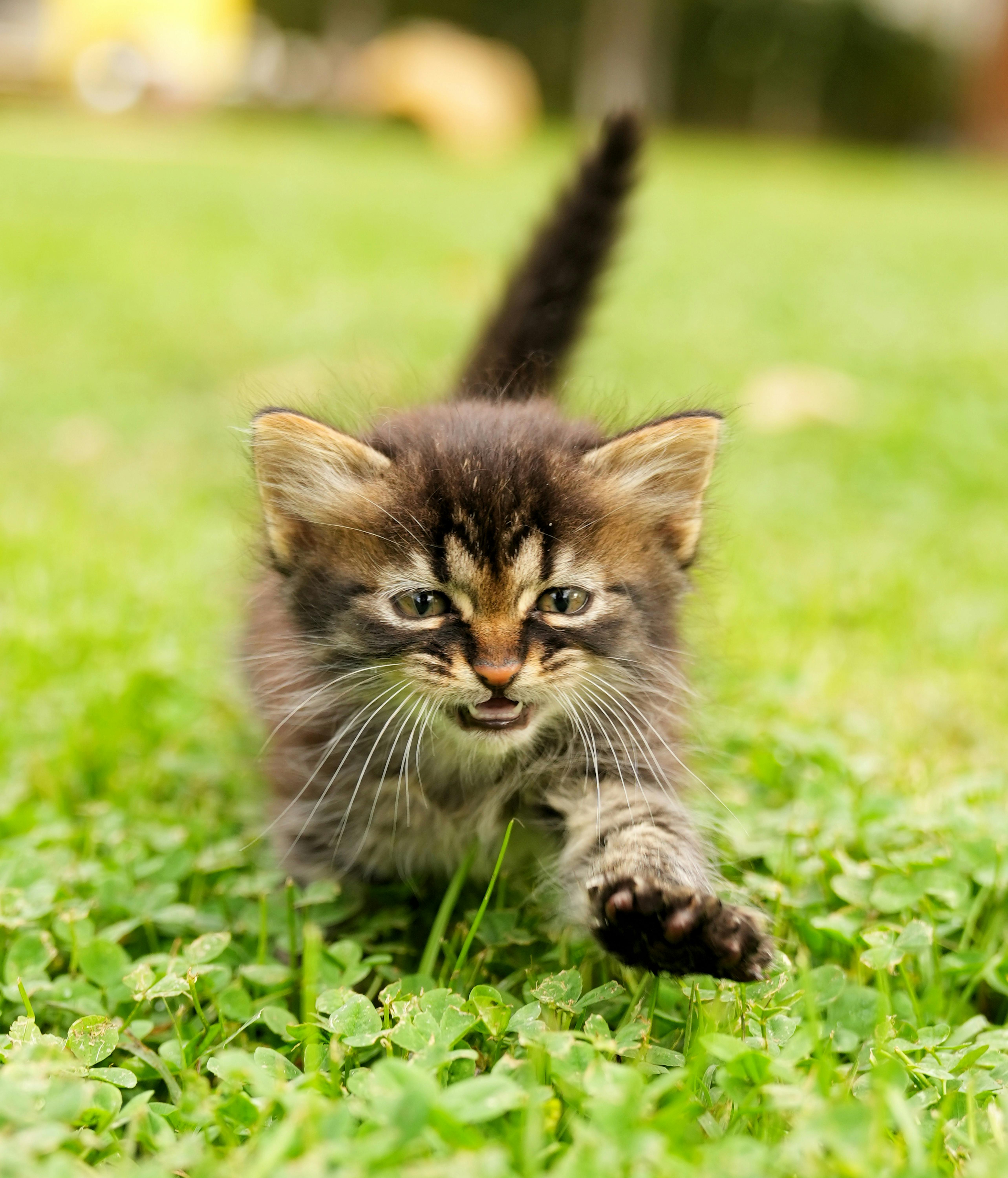 Playful Kitten Strolling on Lush Grass in Istanbul · Free Stock Photo
