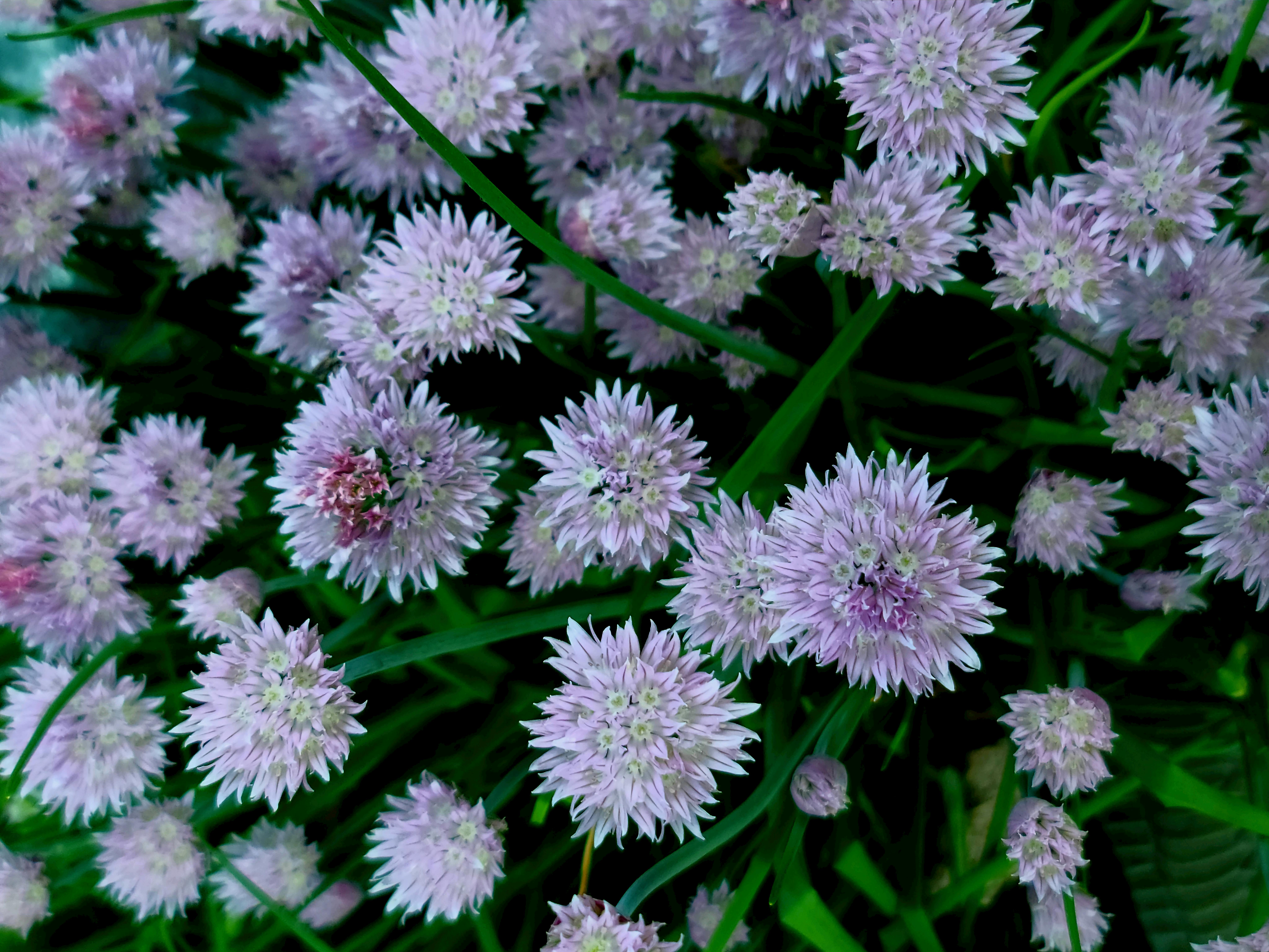 Purple Chive Blossoms in Lush Greenery · Free Stock Photo