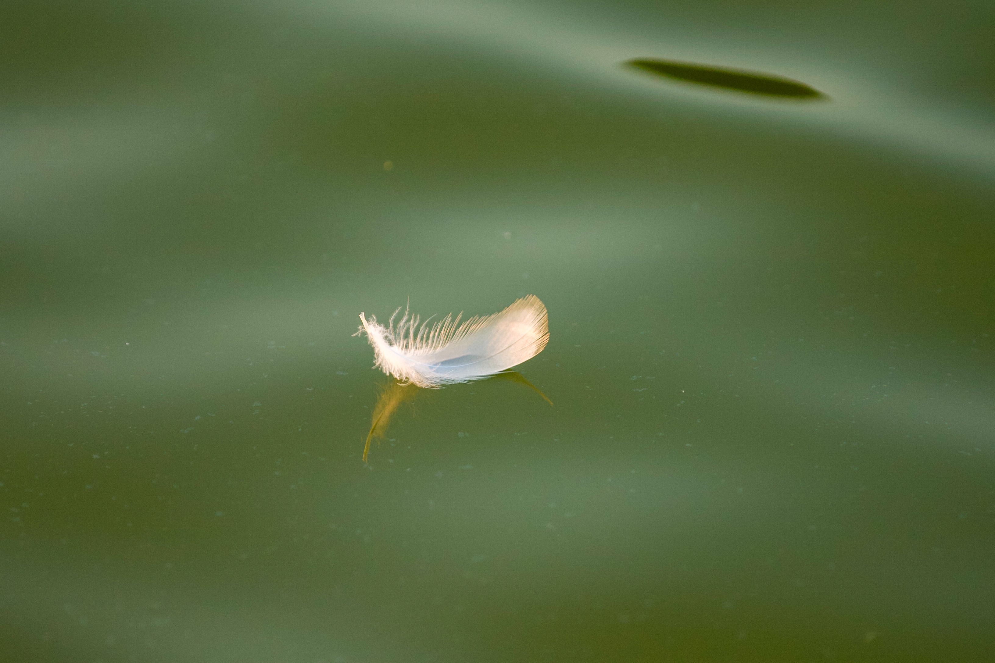 Delicate Feather Floating on Calm Green Water · Free Stock Photo