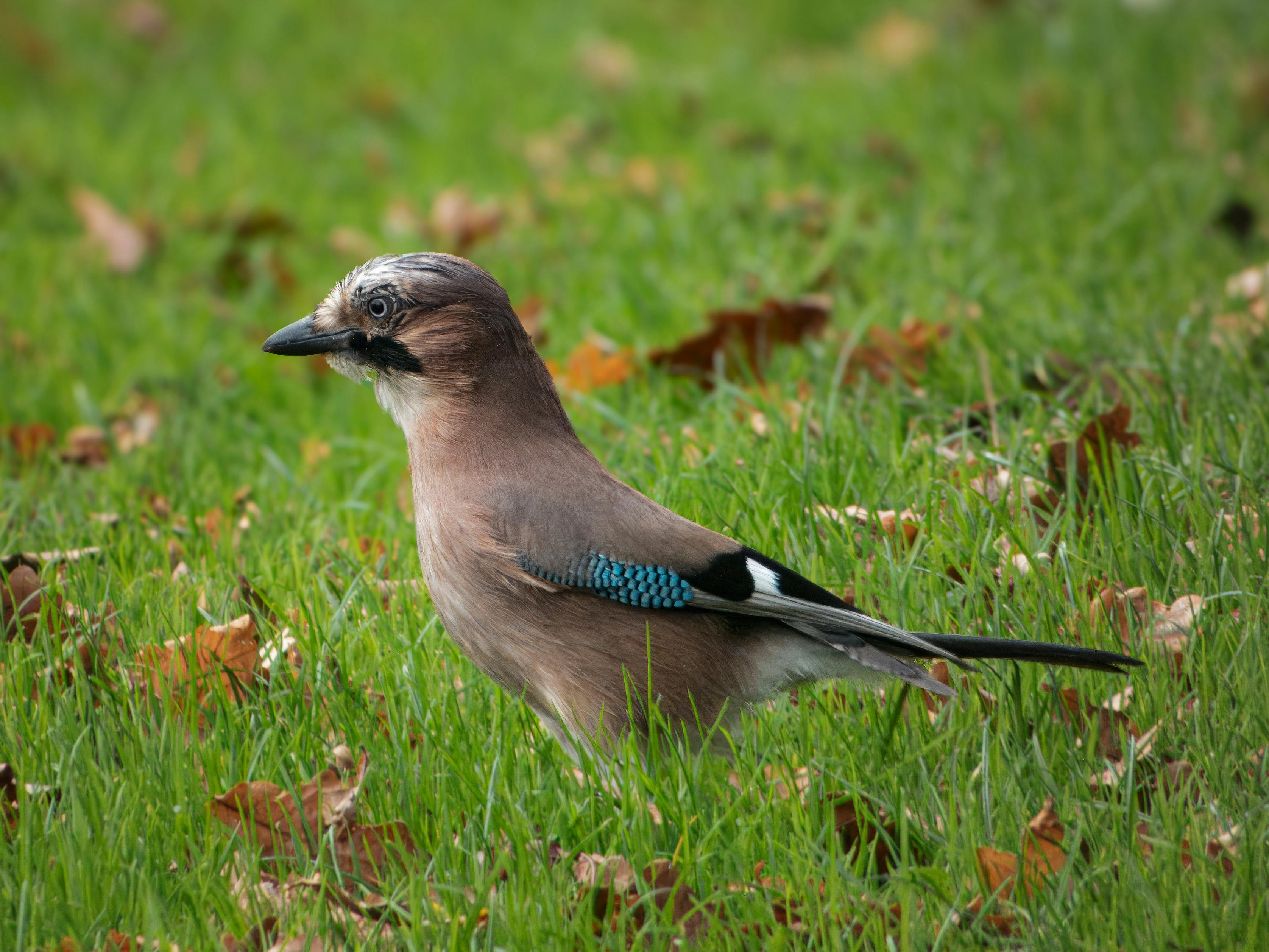 Eurasian Jay Bird in Meadow During Autumn · Free Stock Photo