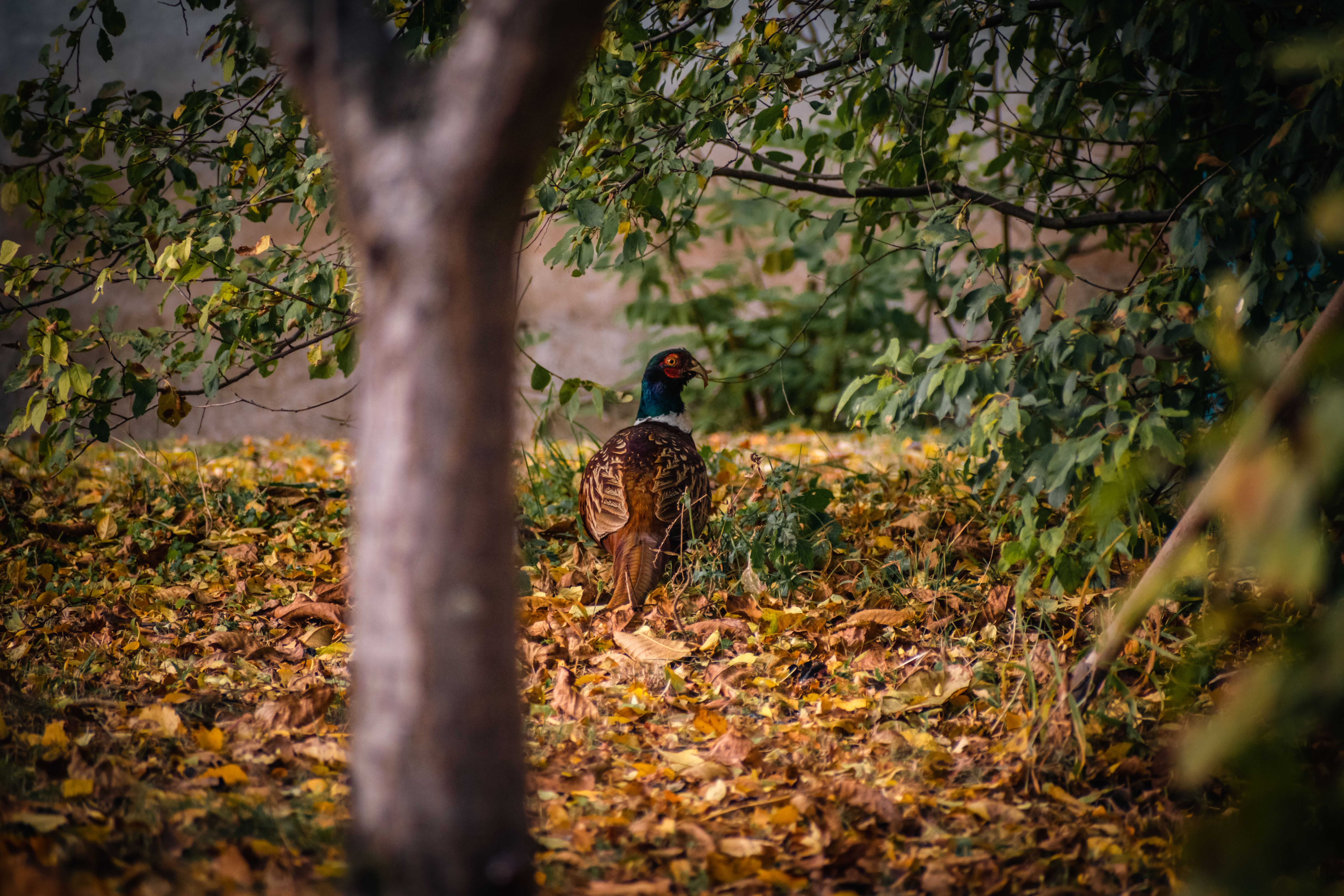Vibrant Pheasant in Autumn Woodland Scene · Free Stock Photo