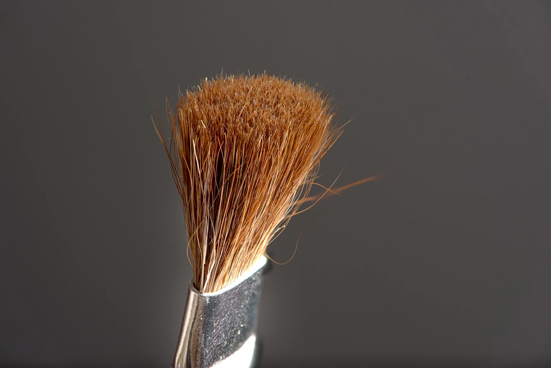 Unlocking Dog Colors Sable Variations and Breeds Worldwide