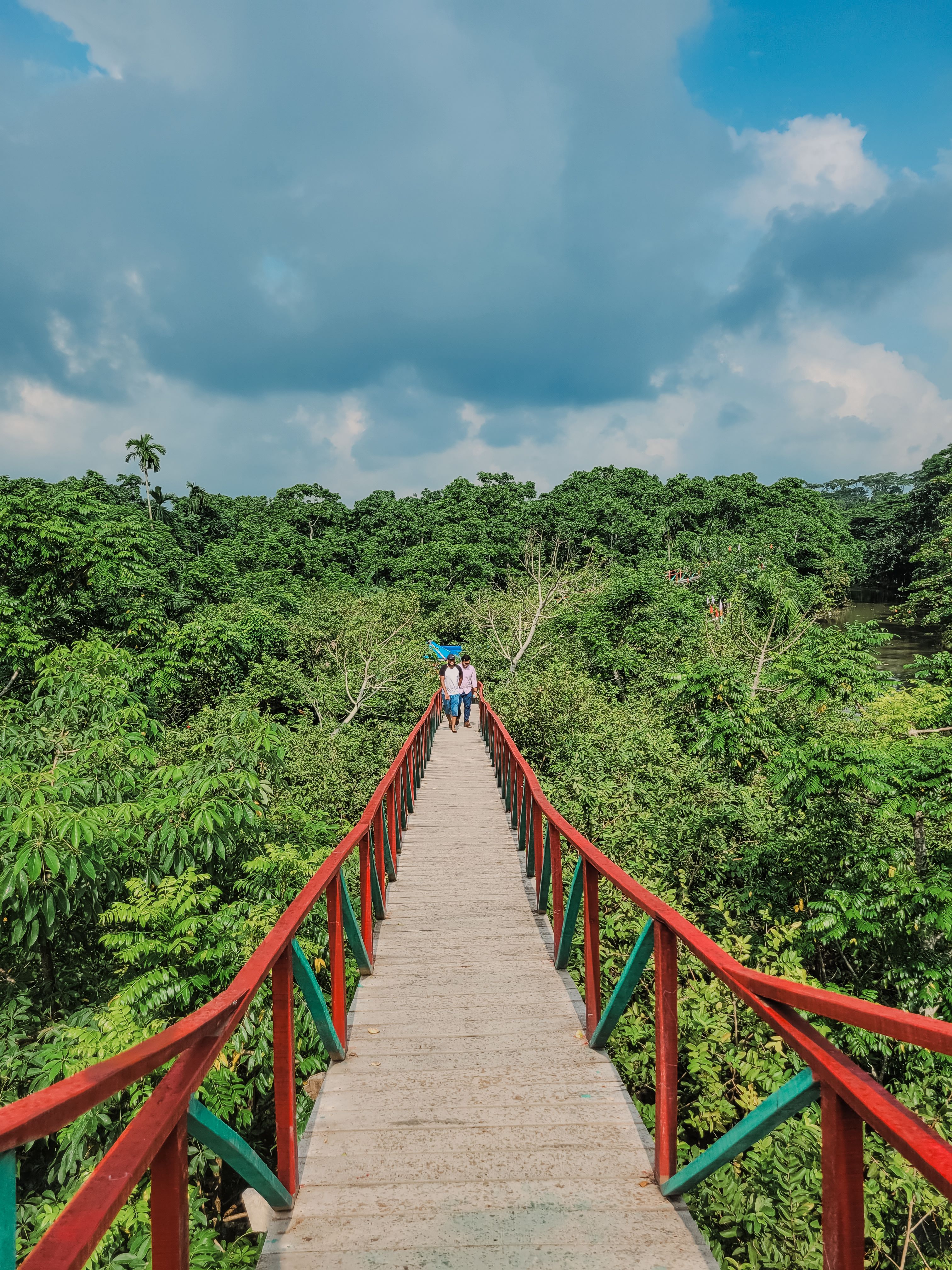 Bridge Over Trees Photos, Download The BEST Free Bridge Over Trees ...