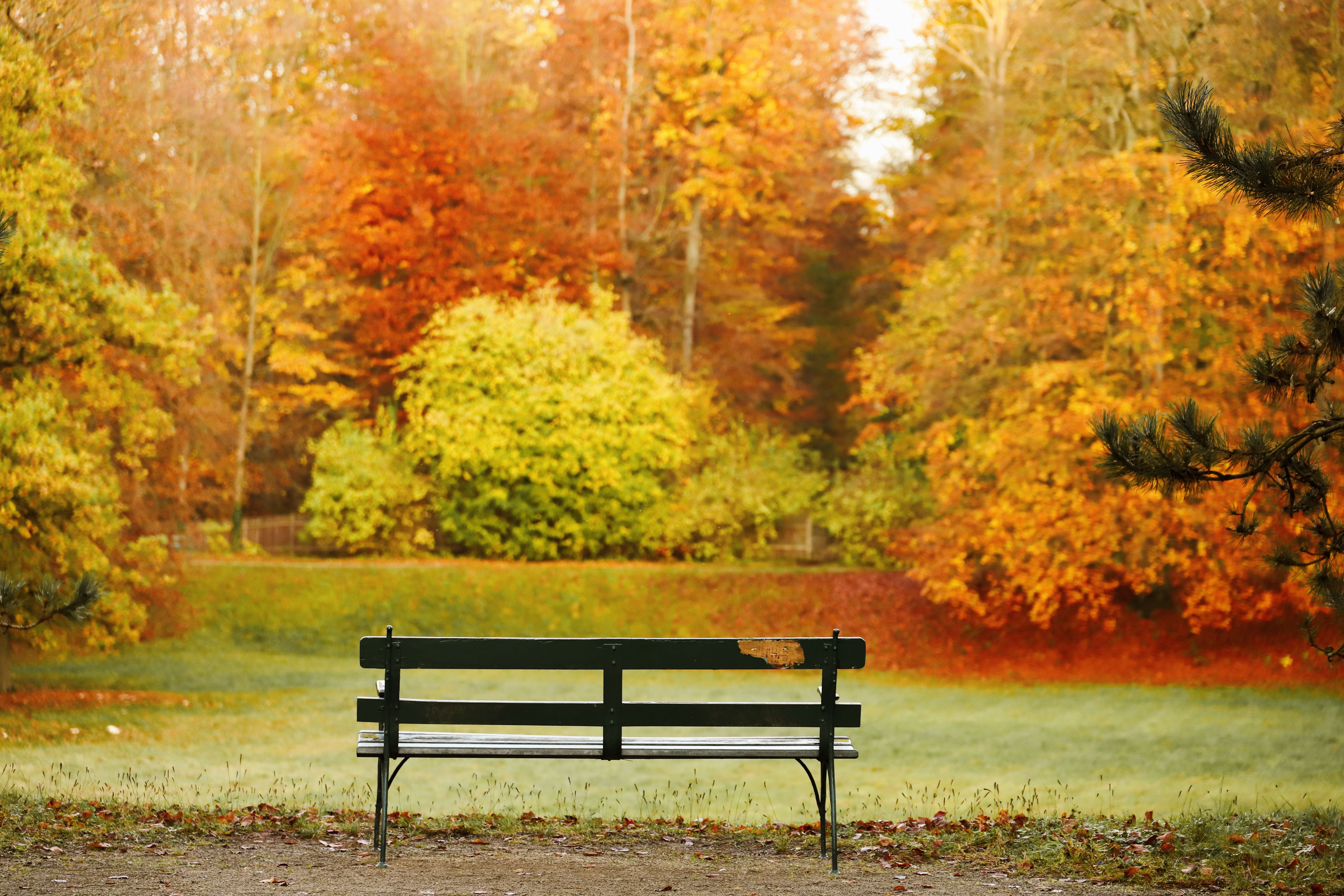 Serene Autumn Scene with Park Bench in Germany · Free Stock Photo
