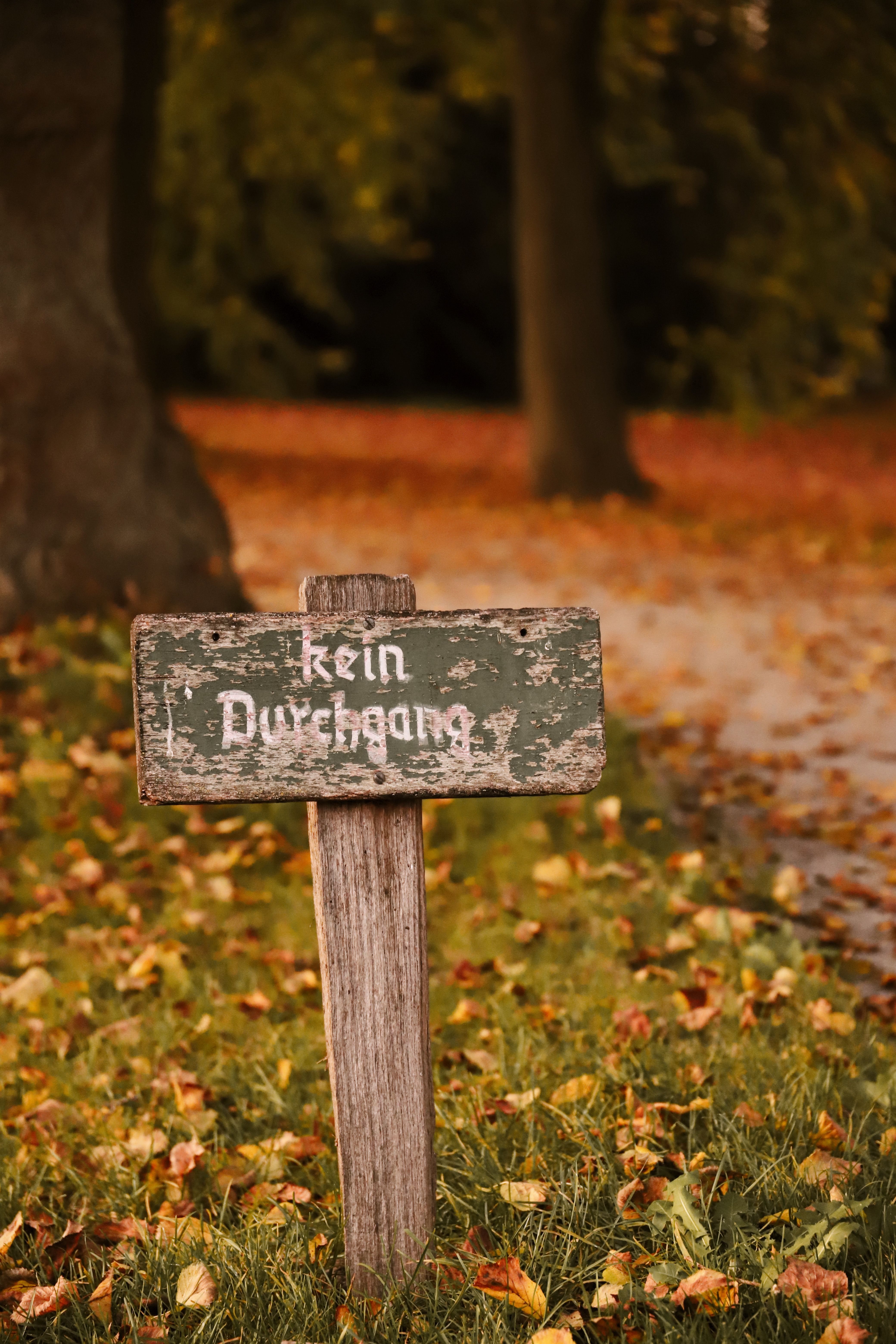Rustic Wooden Sign in Autumnal Park Setting · Free Stock Photo
