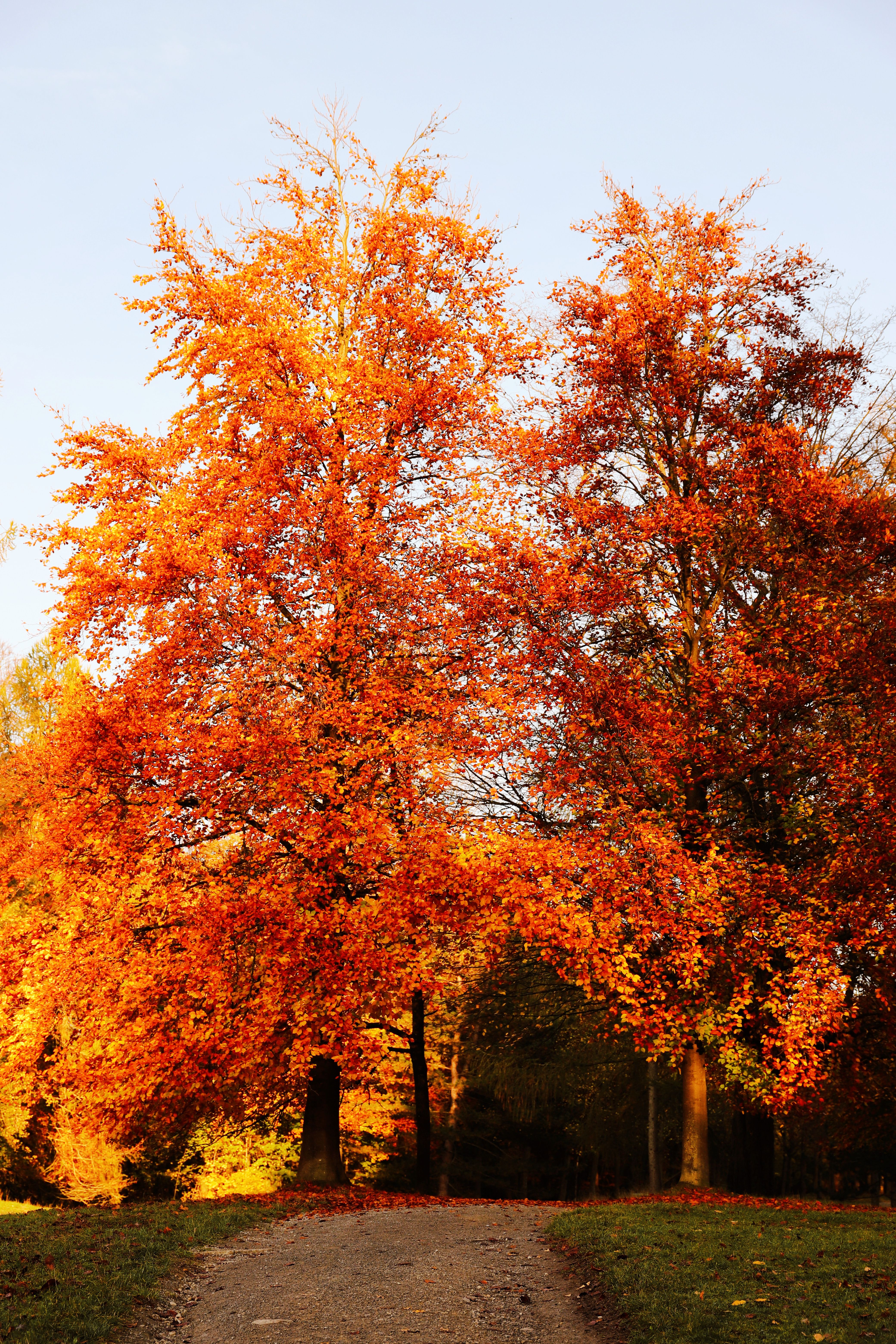 Vibrant Autumn Trees in Calden Park, Hessen · Free Stock Photo
