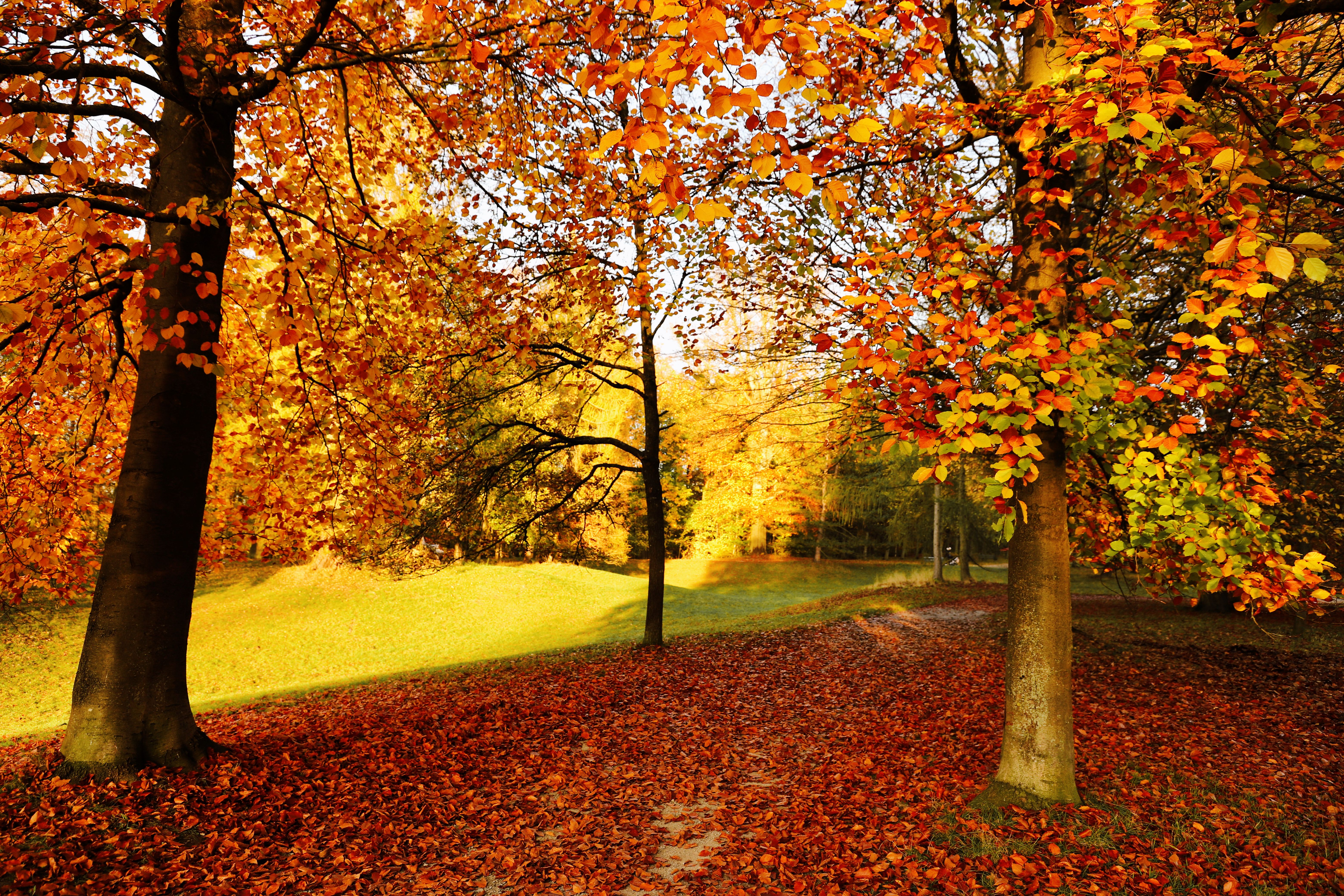 Vibrant Autumn Foliage in a Sunlit Park Path · Free Stock Photo