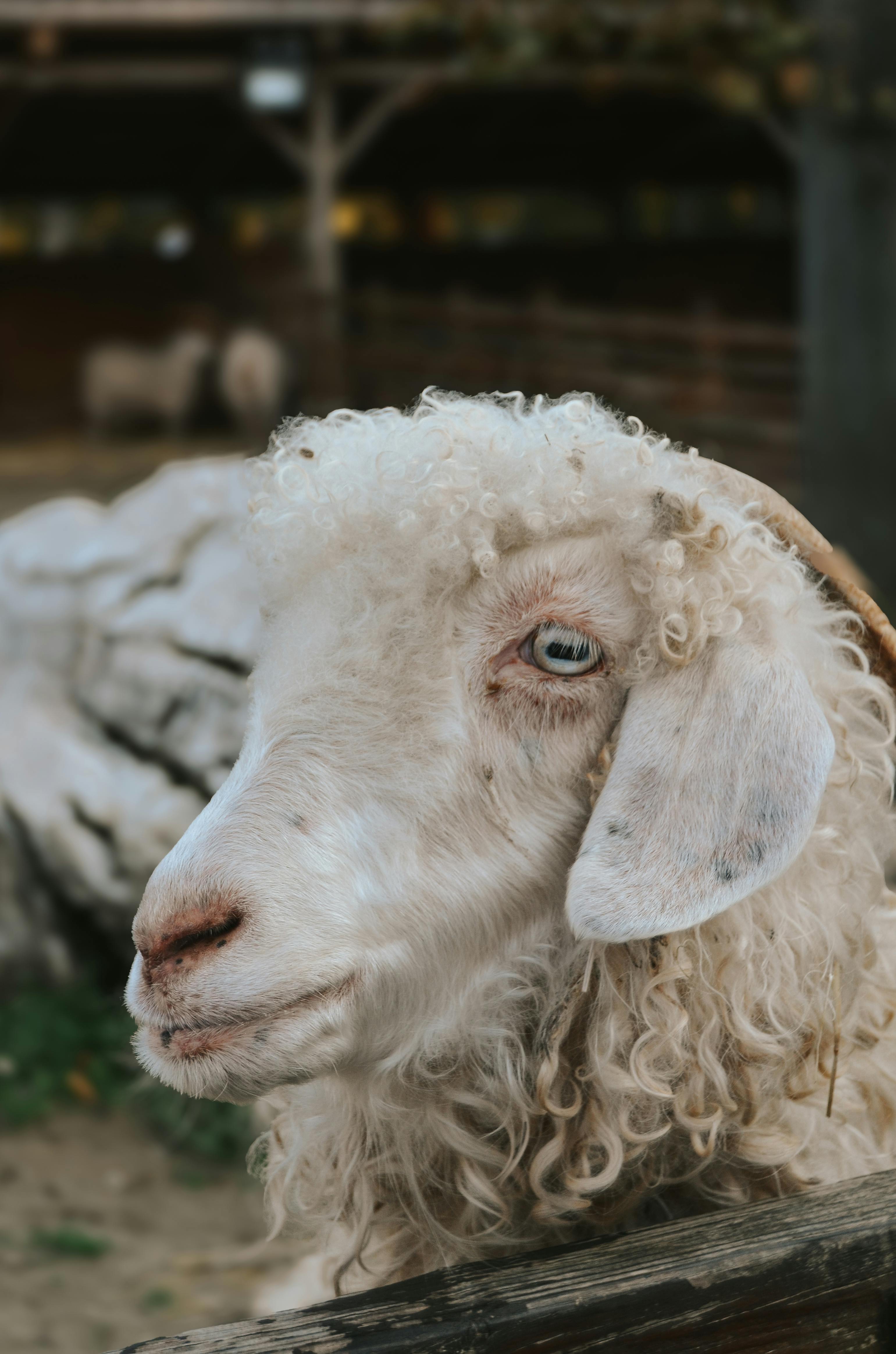Close-up Portrait of White Angora Goat at a Zoo · Free Stock Photo