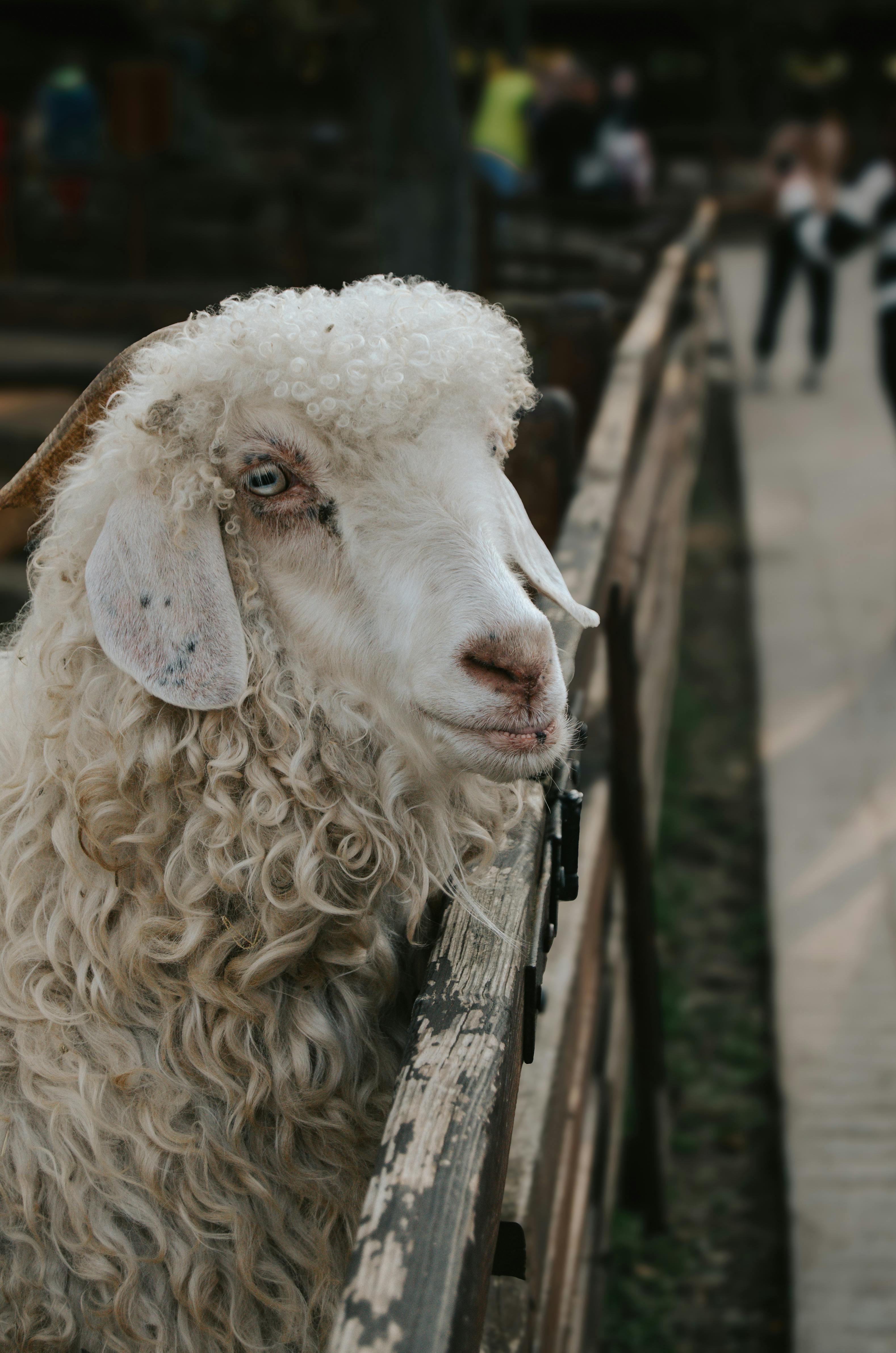 Close-up Portrait of a Curly-Haired Goat · Free Stock Photo