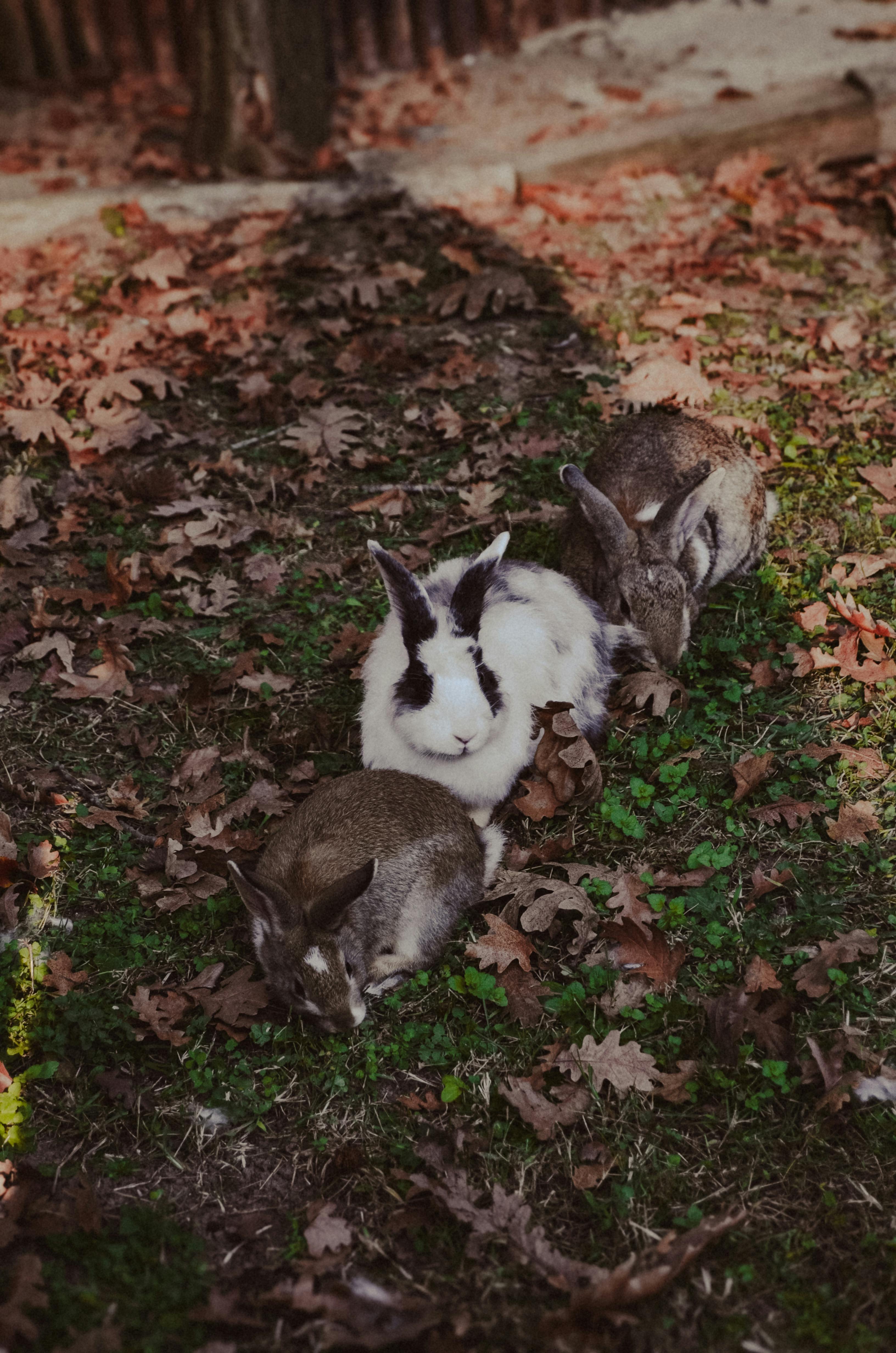 Group of Rabbits Resting in a Leafy Meadow · Free Stock Photo