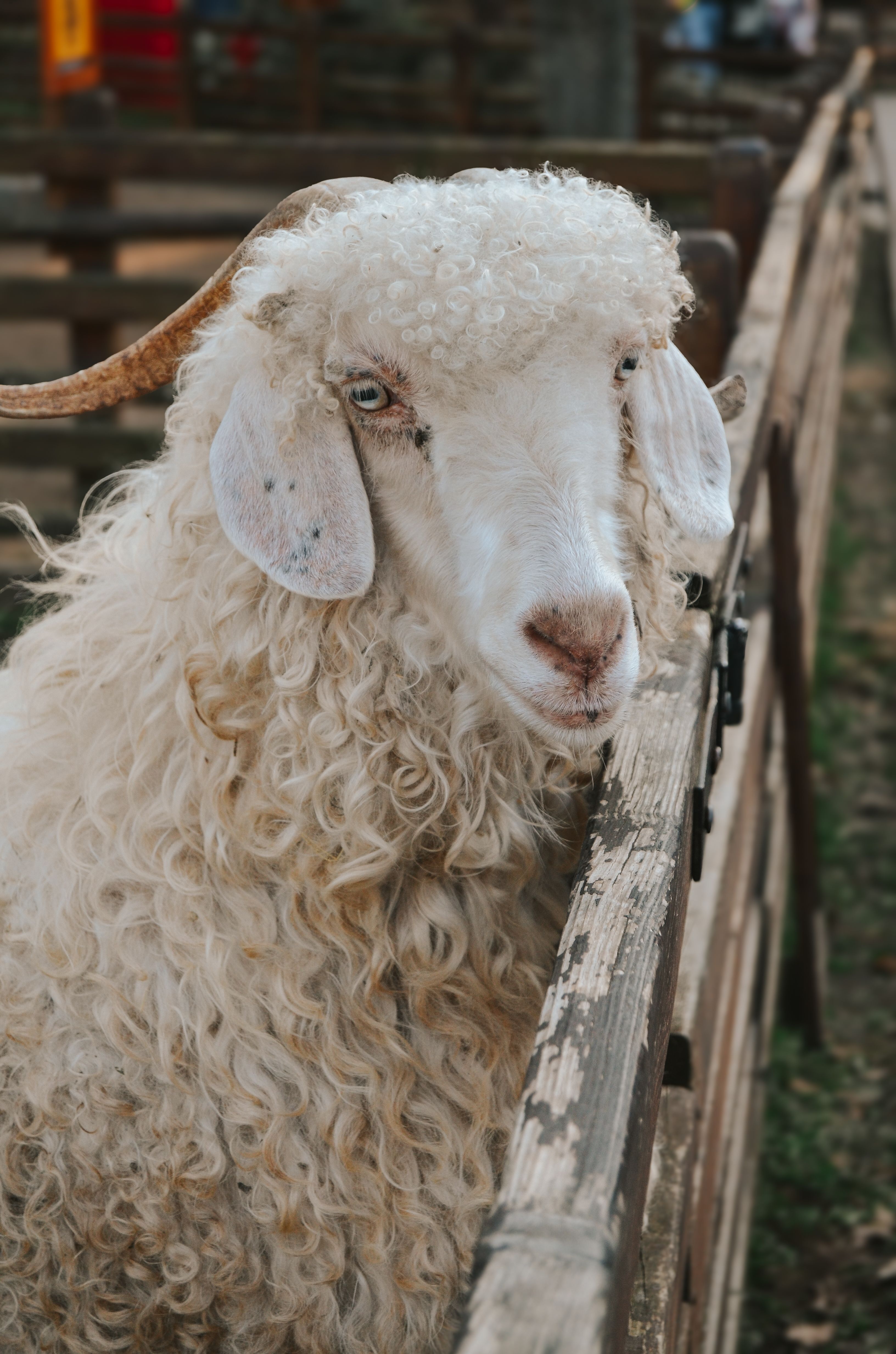 Fluffy Goat Photos, Download The BEST Free Fluffy Goat Stock Photos ...