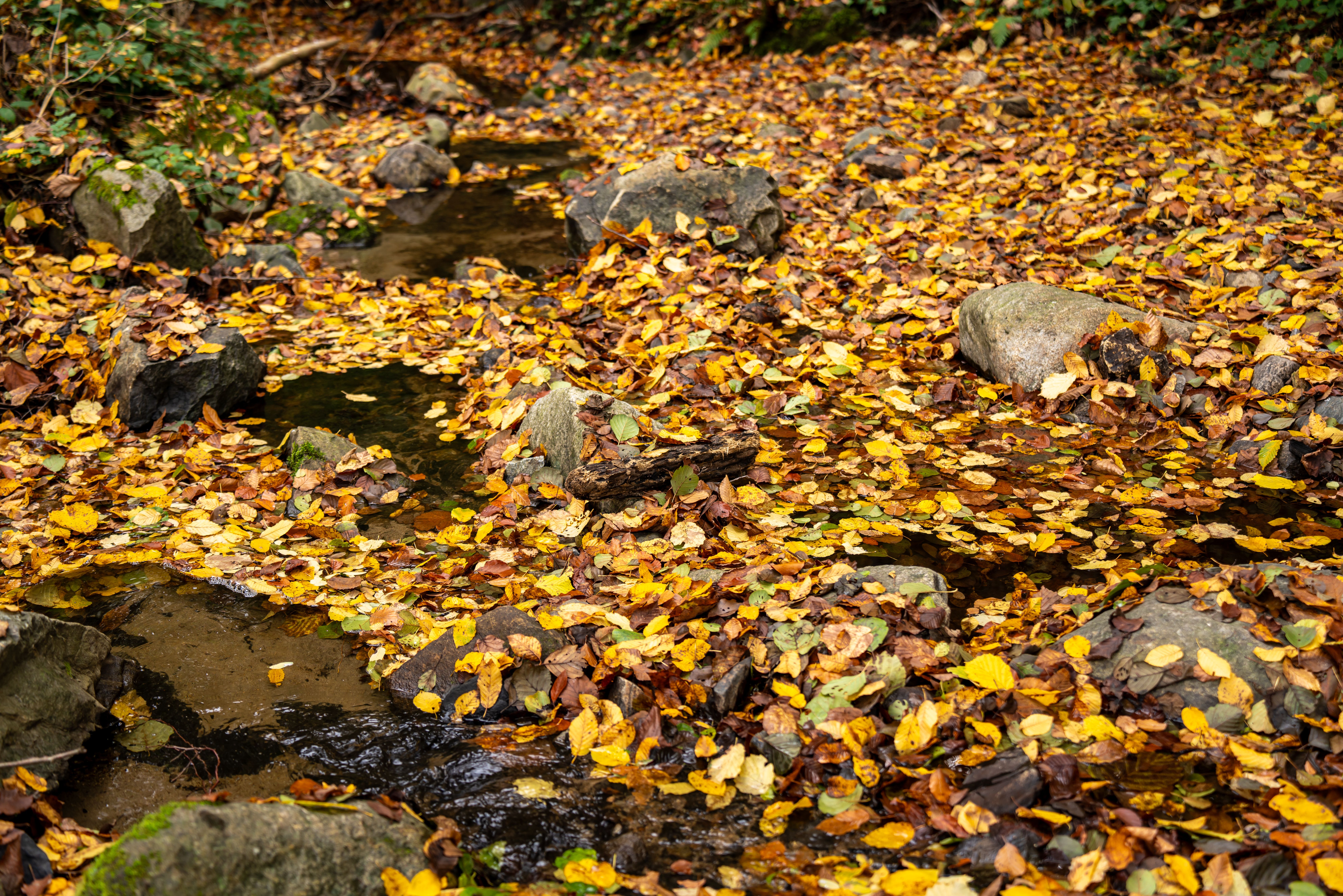 Serene Autumn Stream in Podgarić Forest · Free Stock Photo