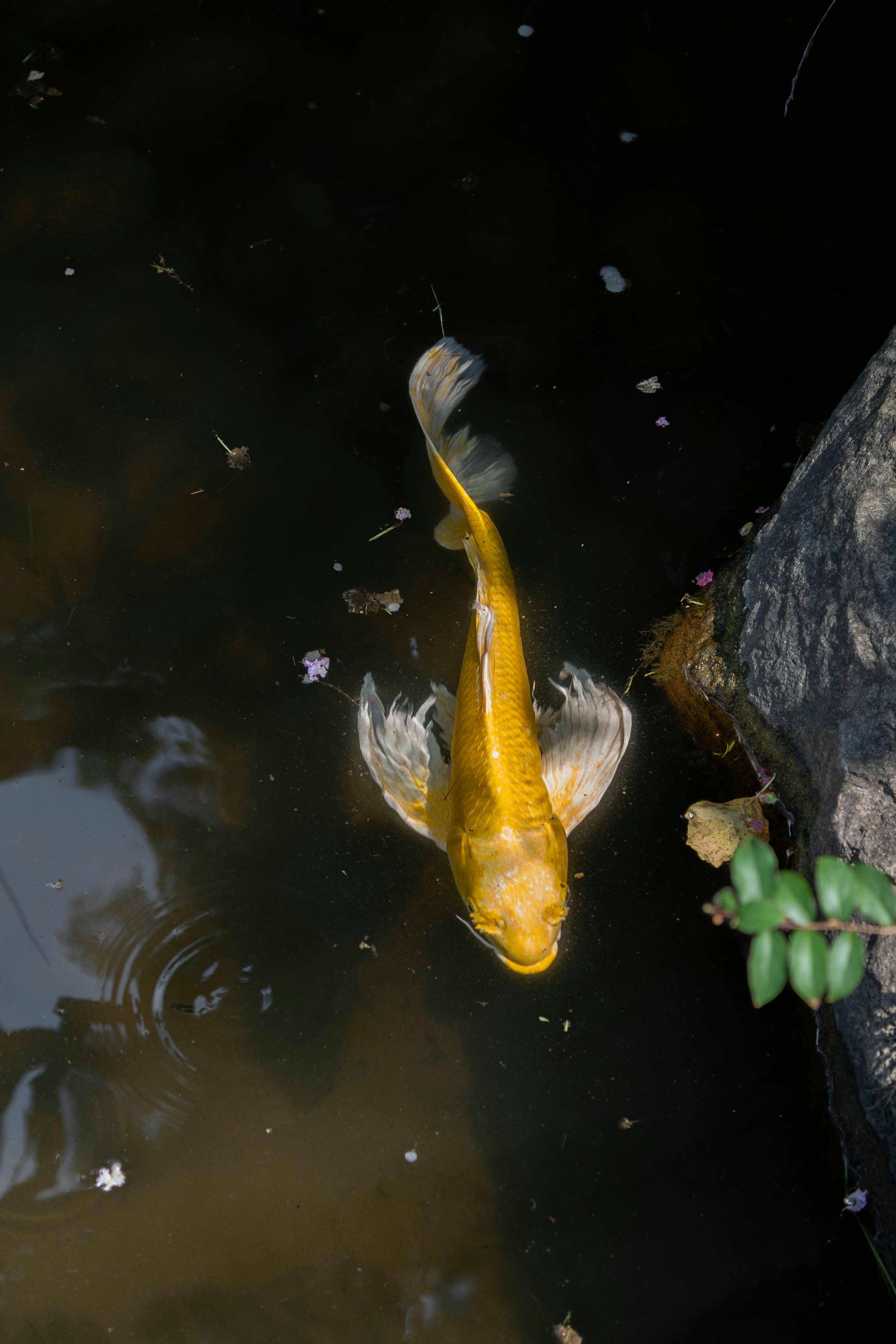 Vibrant Yellow Koi Fish Swimming in Serene Pond · Free Stock Photo