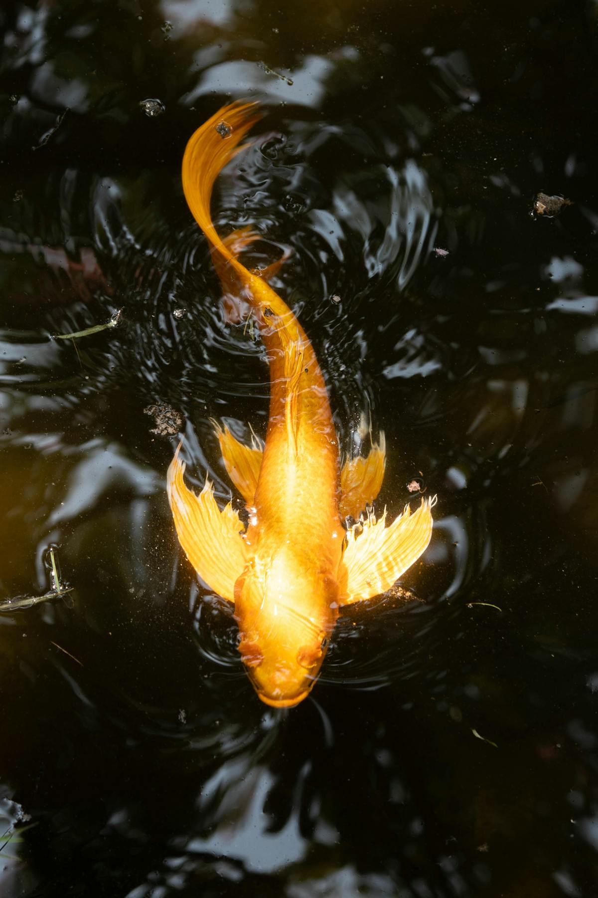 Gold Oranda Fish Photos, Download The BEST Free Gold Oranda Fish Stock ...