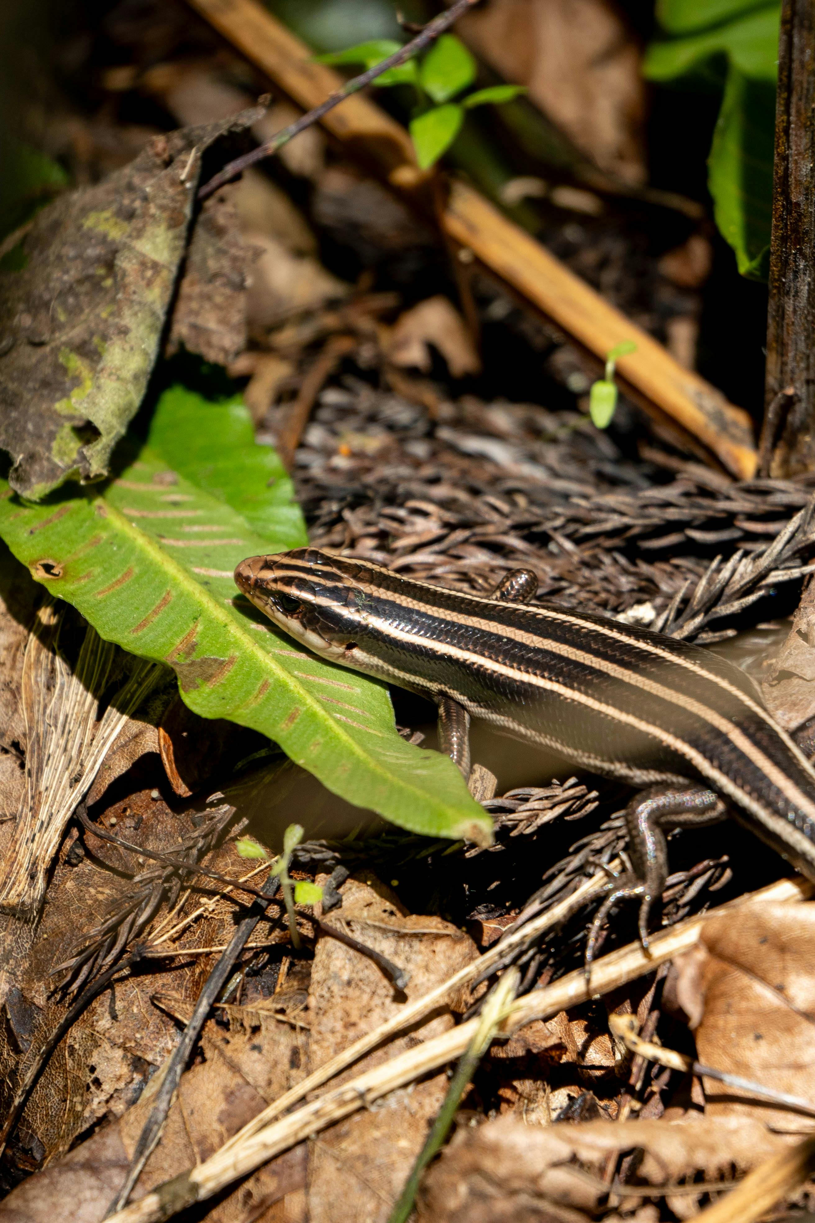 Close-up of a Ground Skink in Natural Habitat · Free Stock Photo