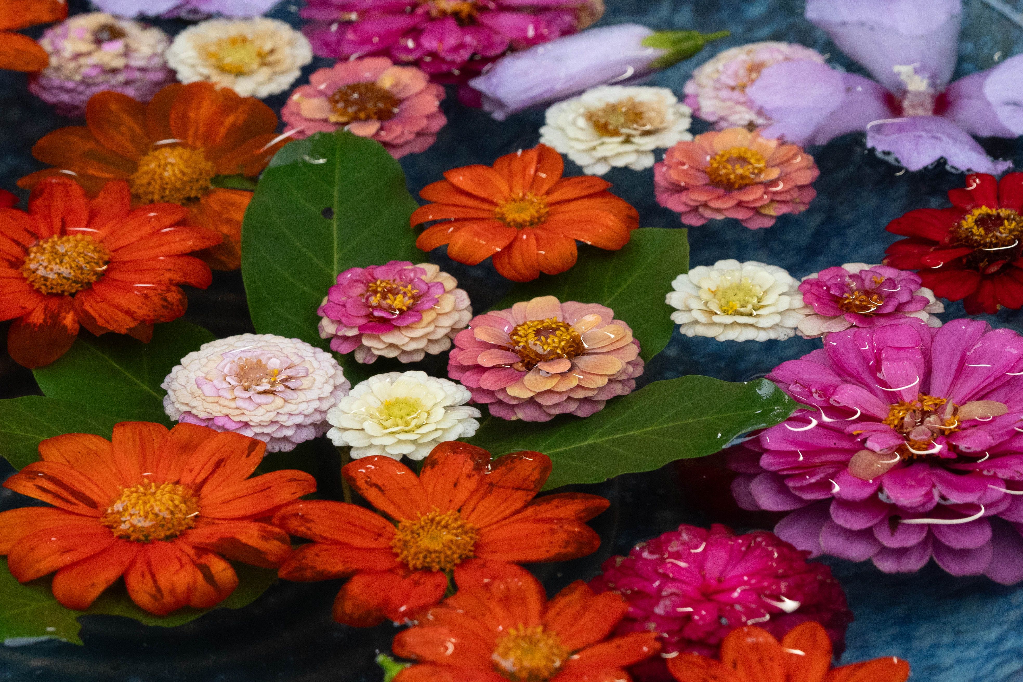 Vibrant Floating Flowers in Water · Free Stock Photo