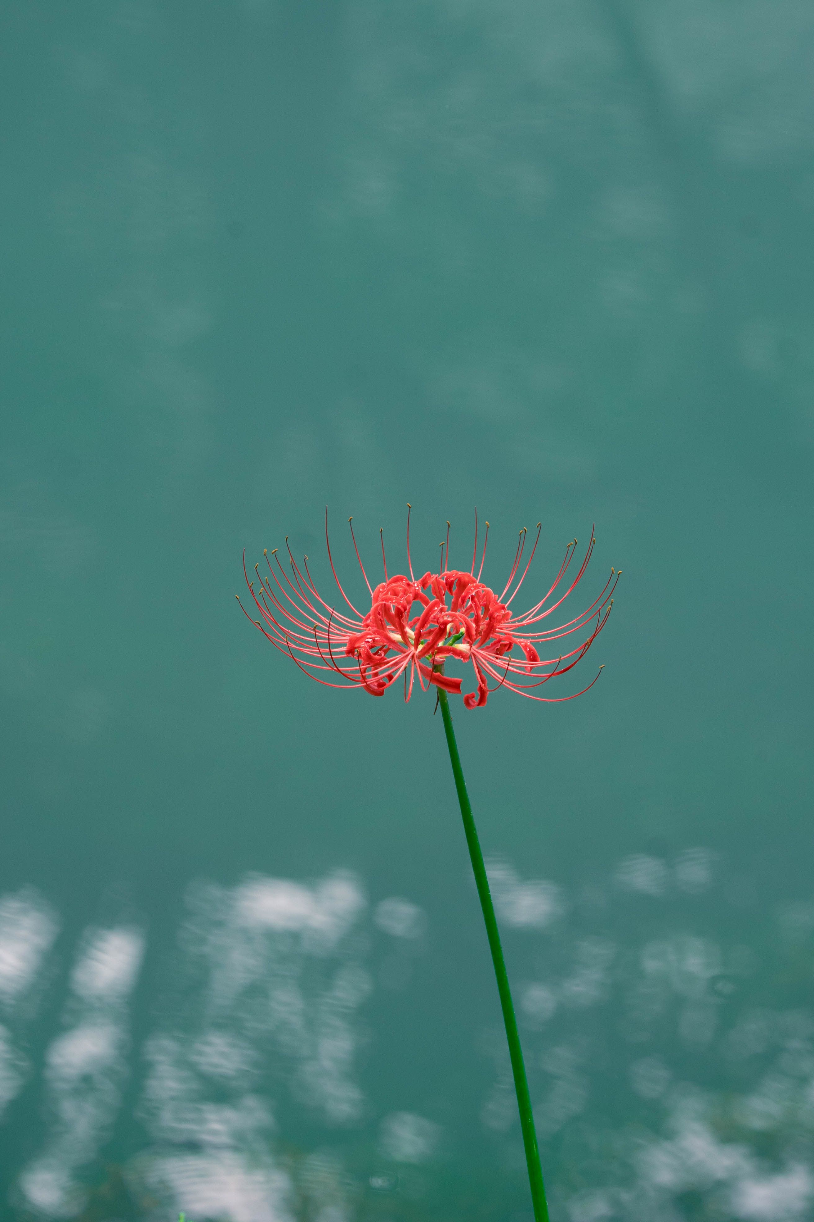 Higanbana Flower Photos, Download The BEST Free Higanbana Flower Stock ...