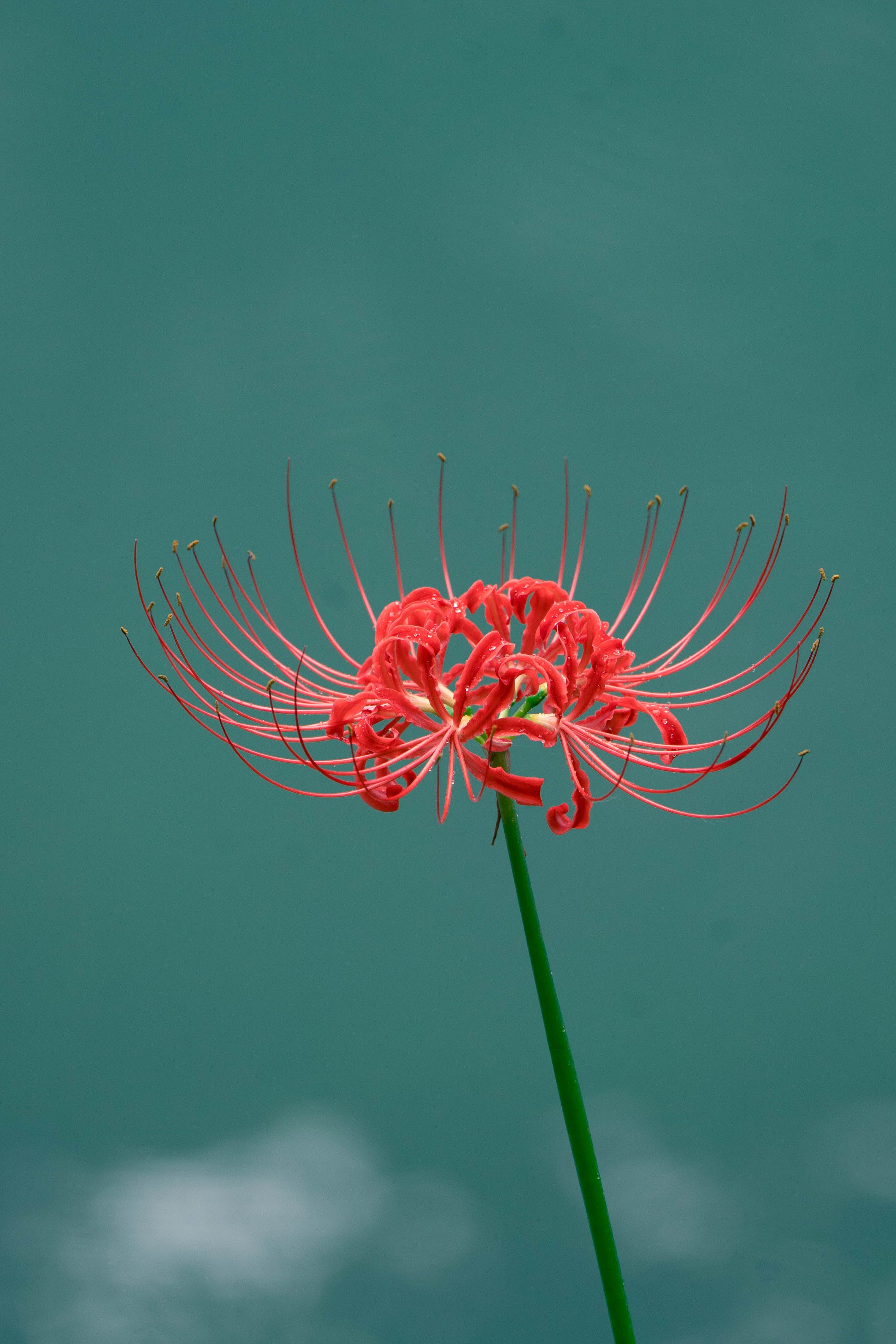 Red Spider Lily Photos, Download The BEST Free Red Spider Lily Stock ...