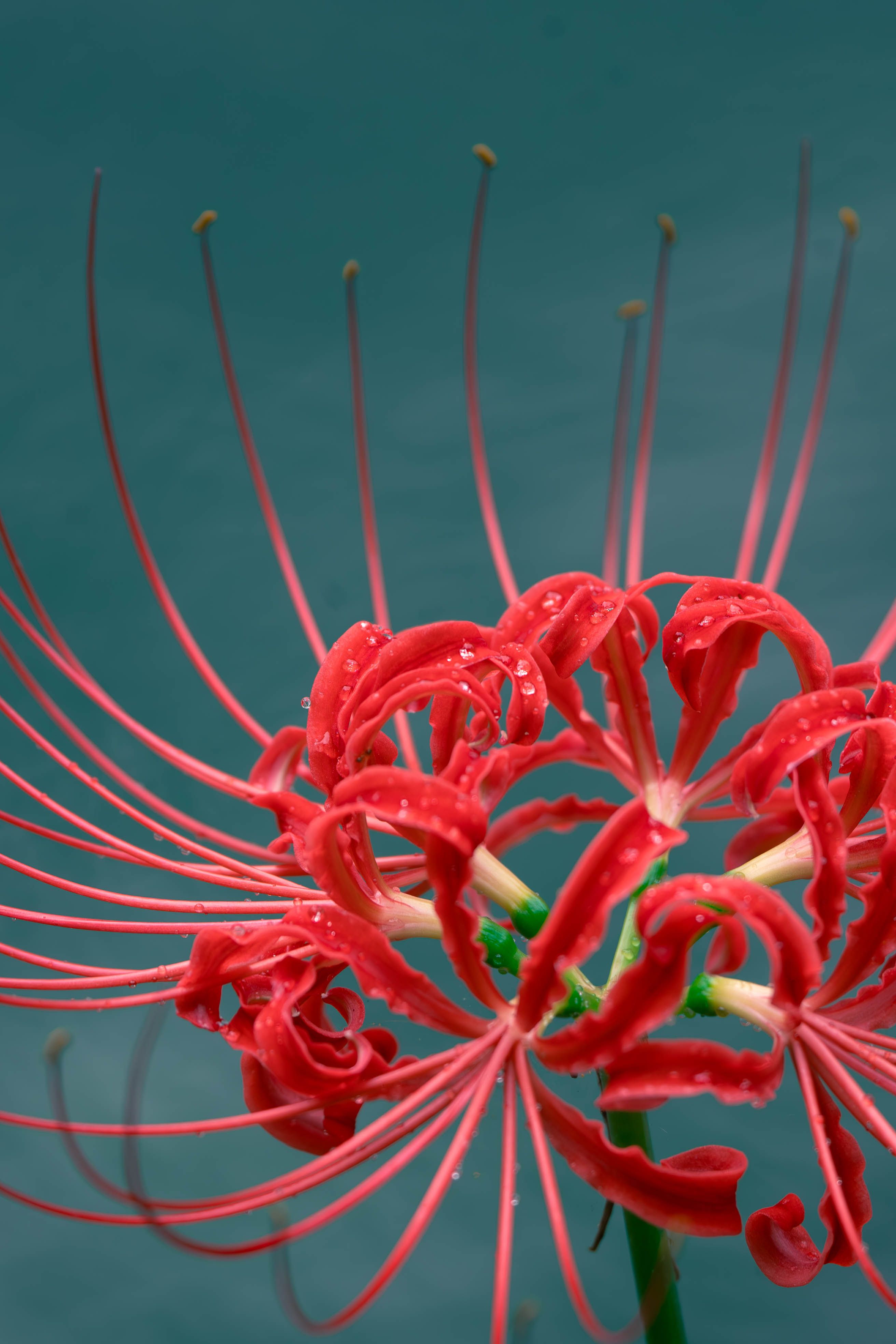 Close-up of vibrant red spider lily in full bloom · Free Stock Photo