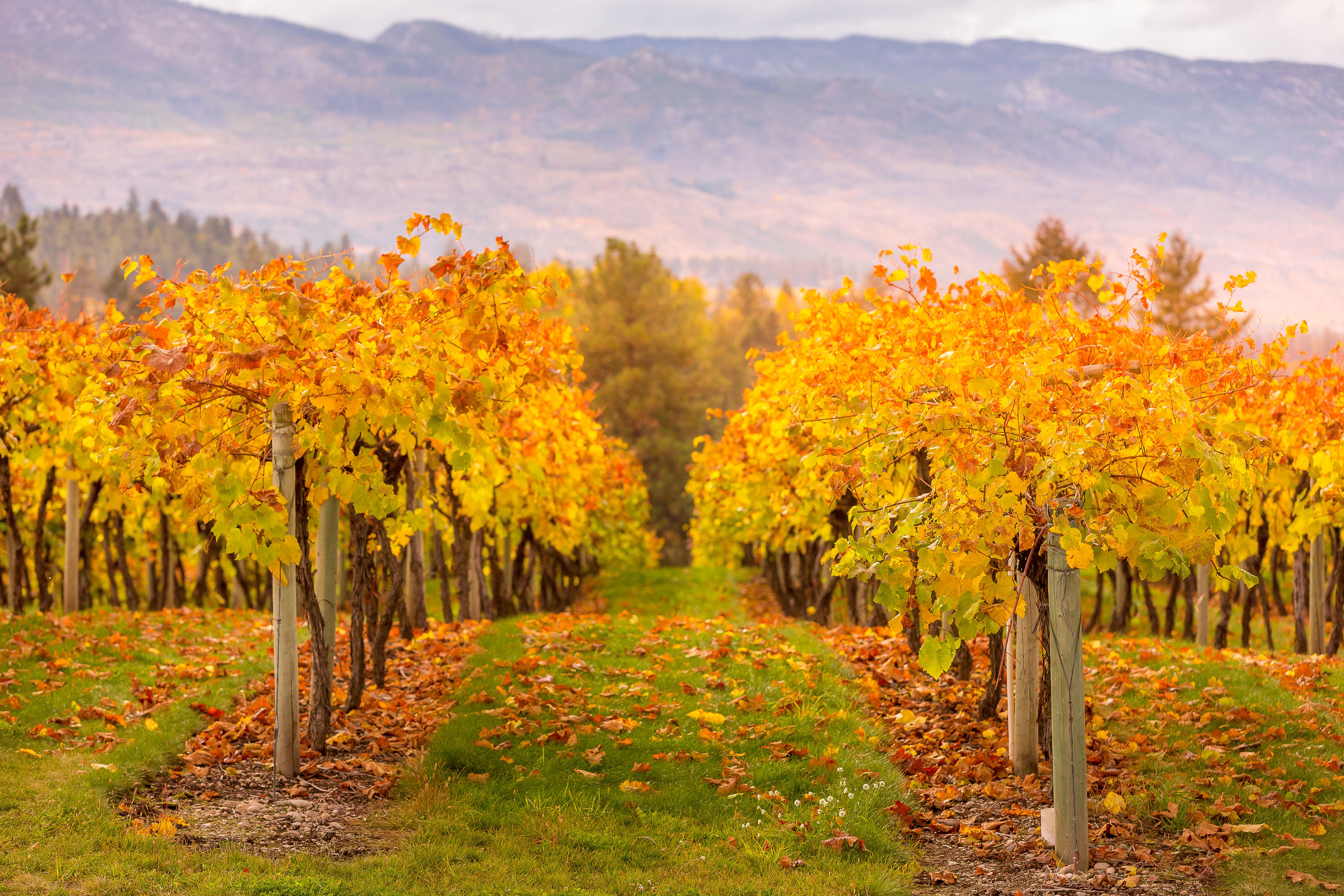 Picturesque Autumn Vineyard in Okanagan Valley · Free Stock Photo