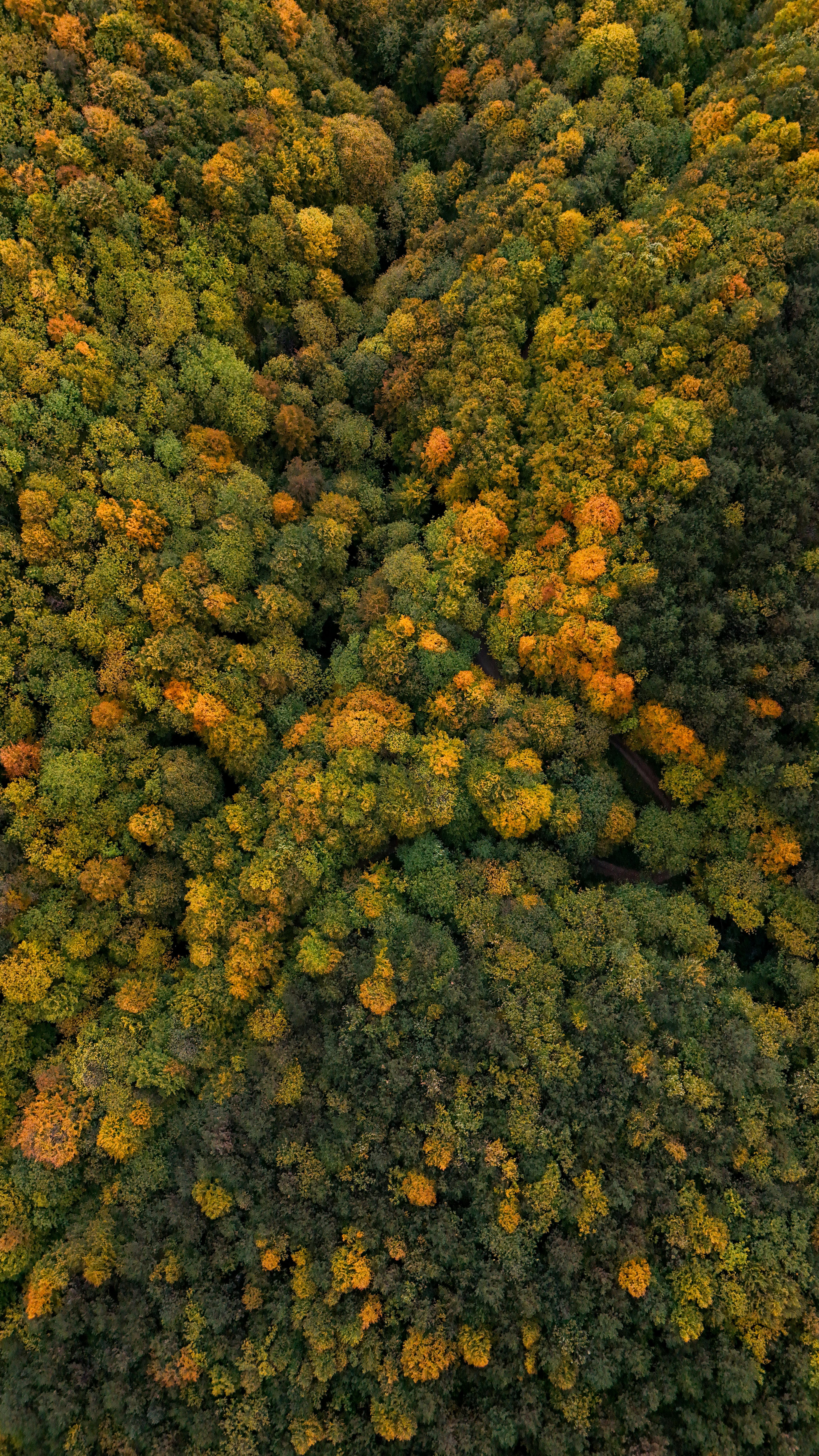 Aerial View of Lush Autumn Forest Canopy · Free Stock Photo