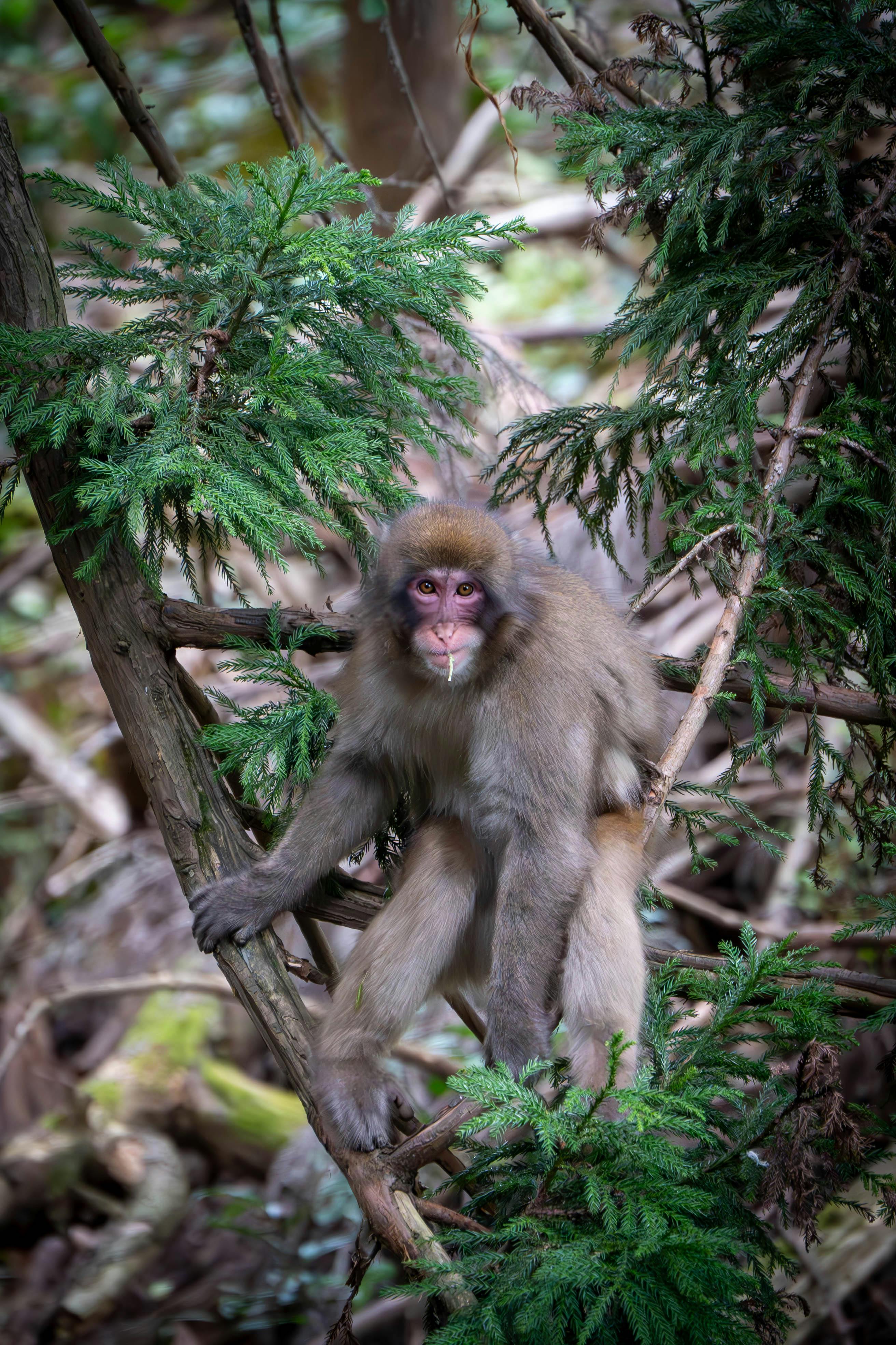 Close-Up Photo of Monkey on Tree Branch · Free Stock Photo