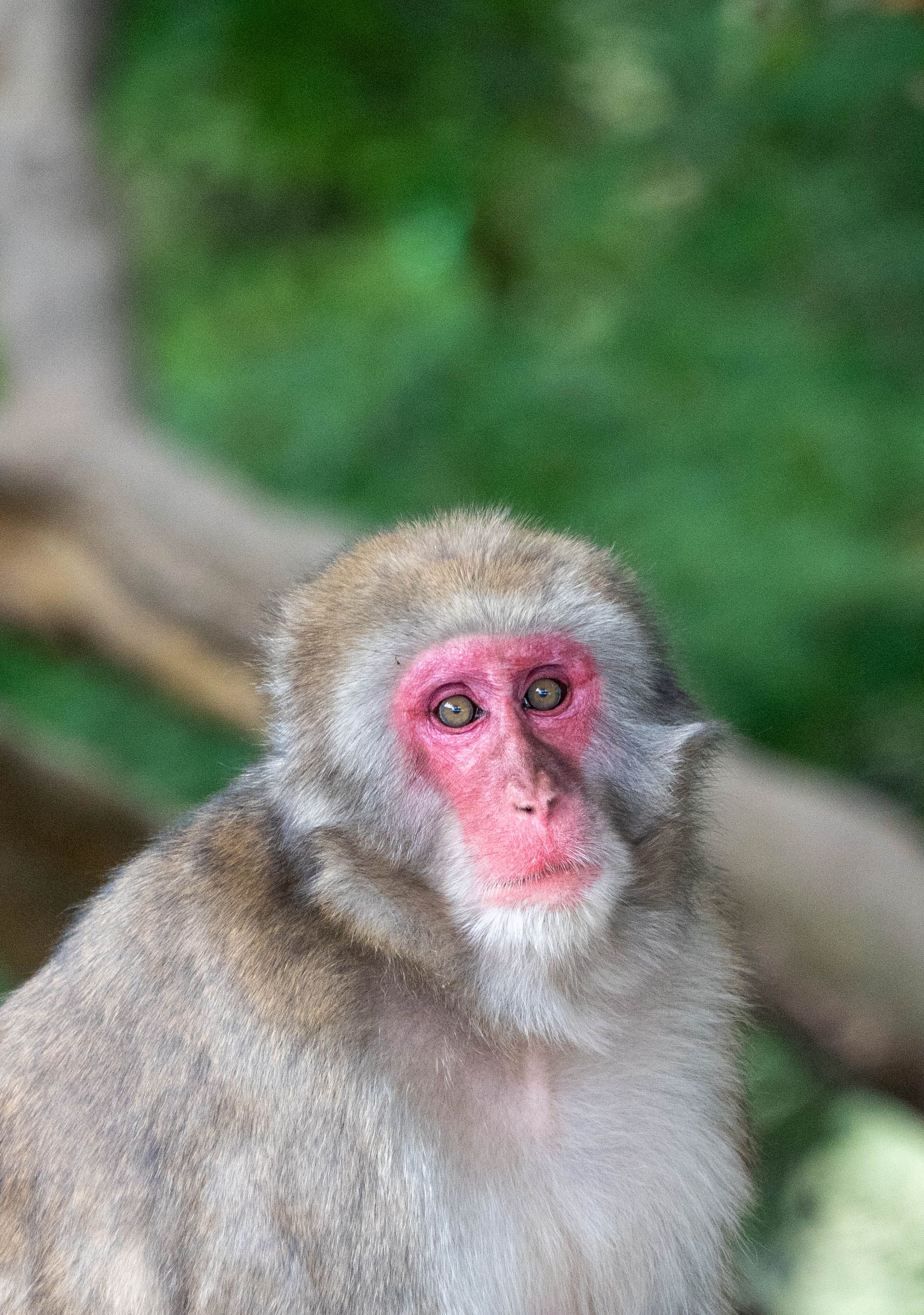 Close-Up of a Japanese Macaque in Natural Habitat · Free Stock Photo