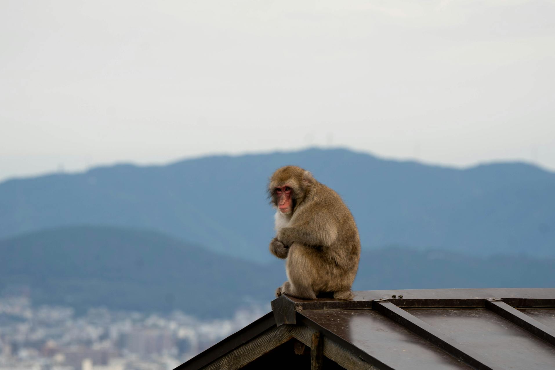 Japanese Raccoon Dog Tanuki: Facts, Folklore, and Insights