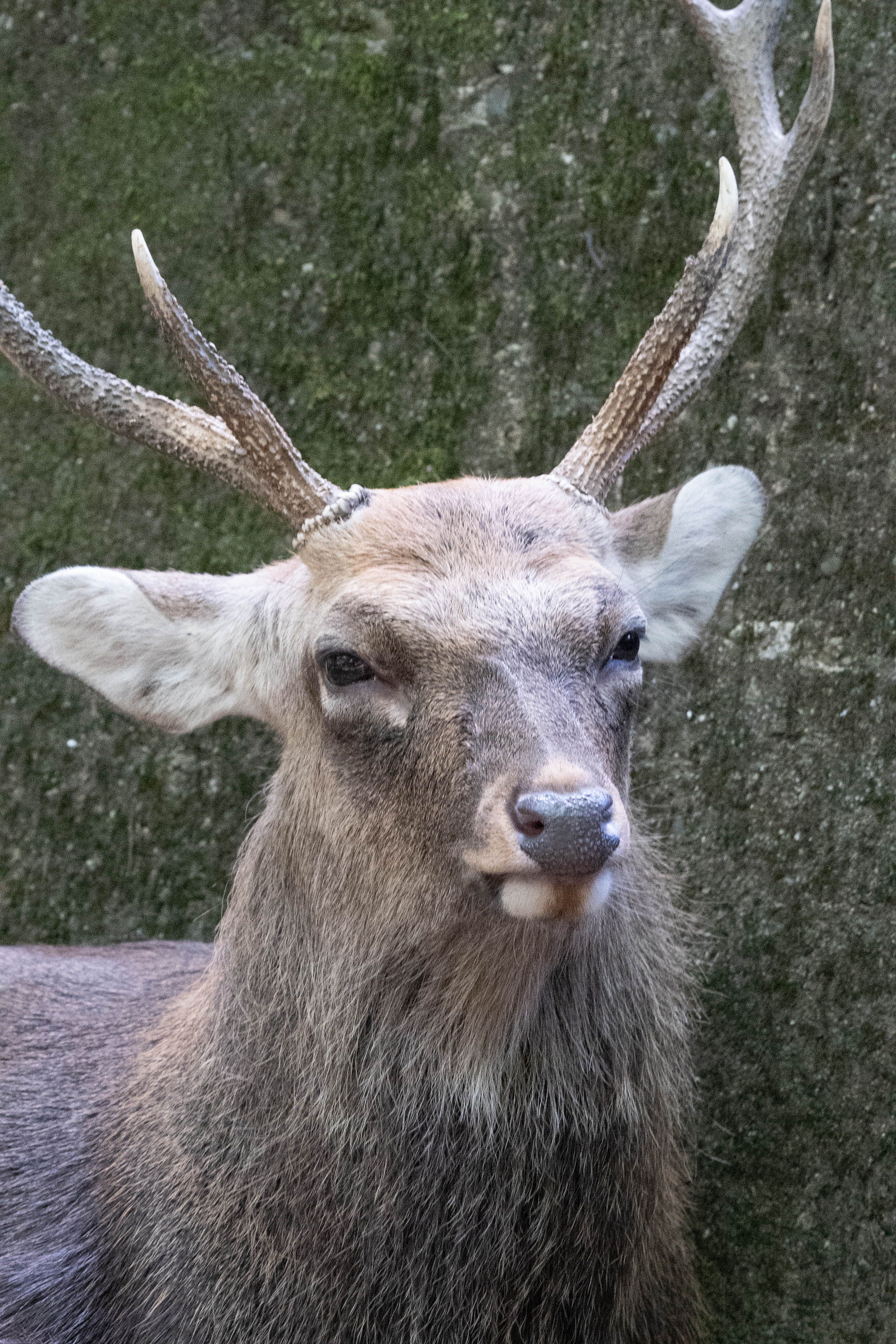 Animerat Horn Photos, Download The BEST Free Animerat Horn Stock Photos ...