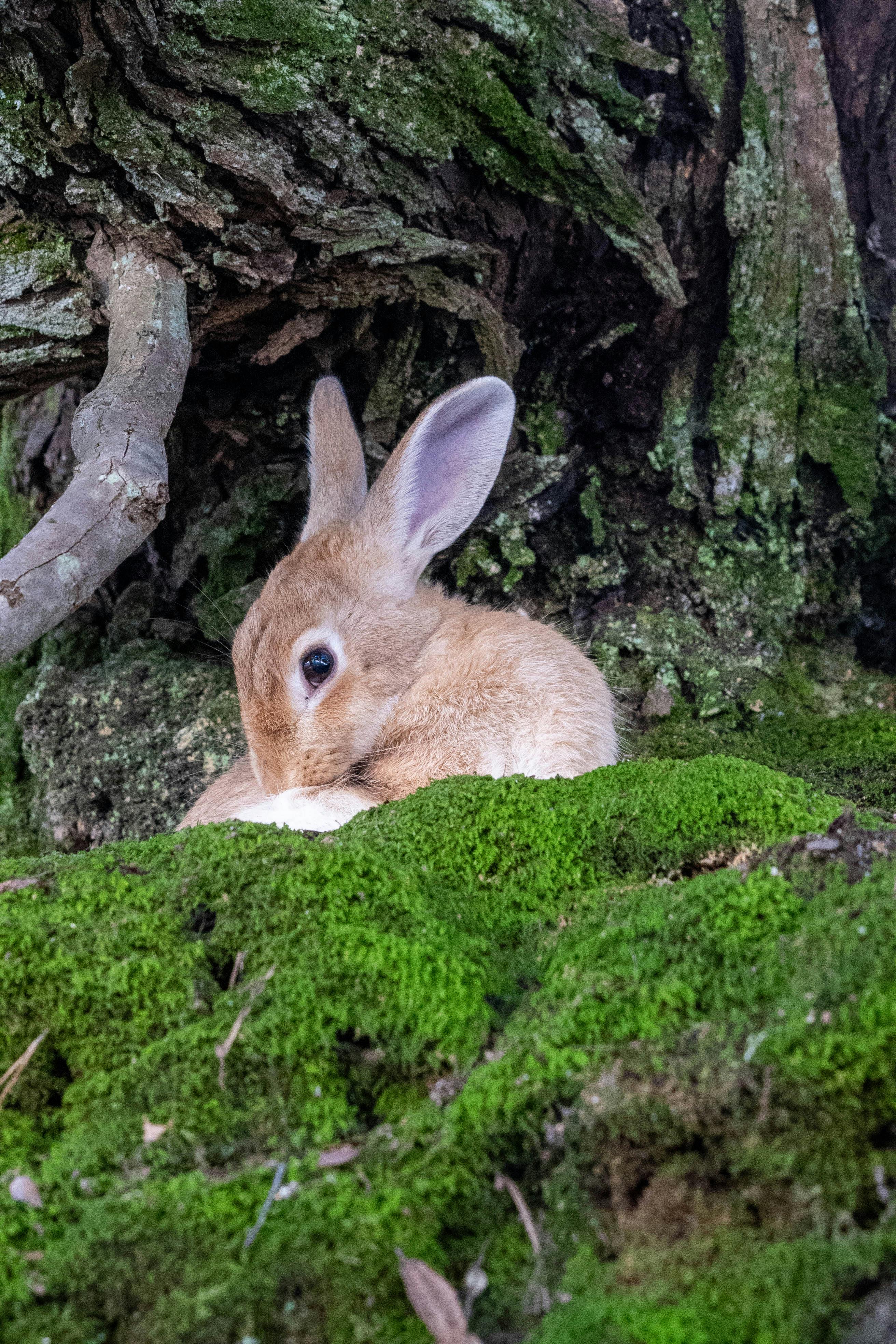 Adorable Rabbit Nestled in Mossy Forest Setting · Free Stock Photo