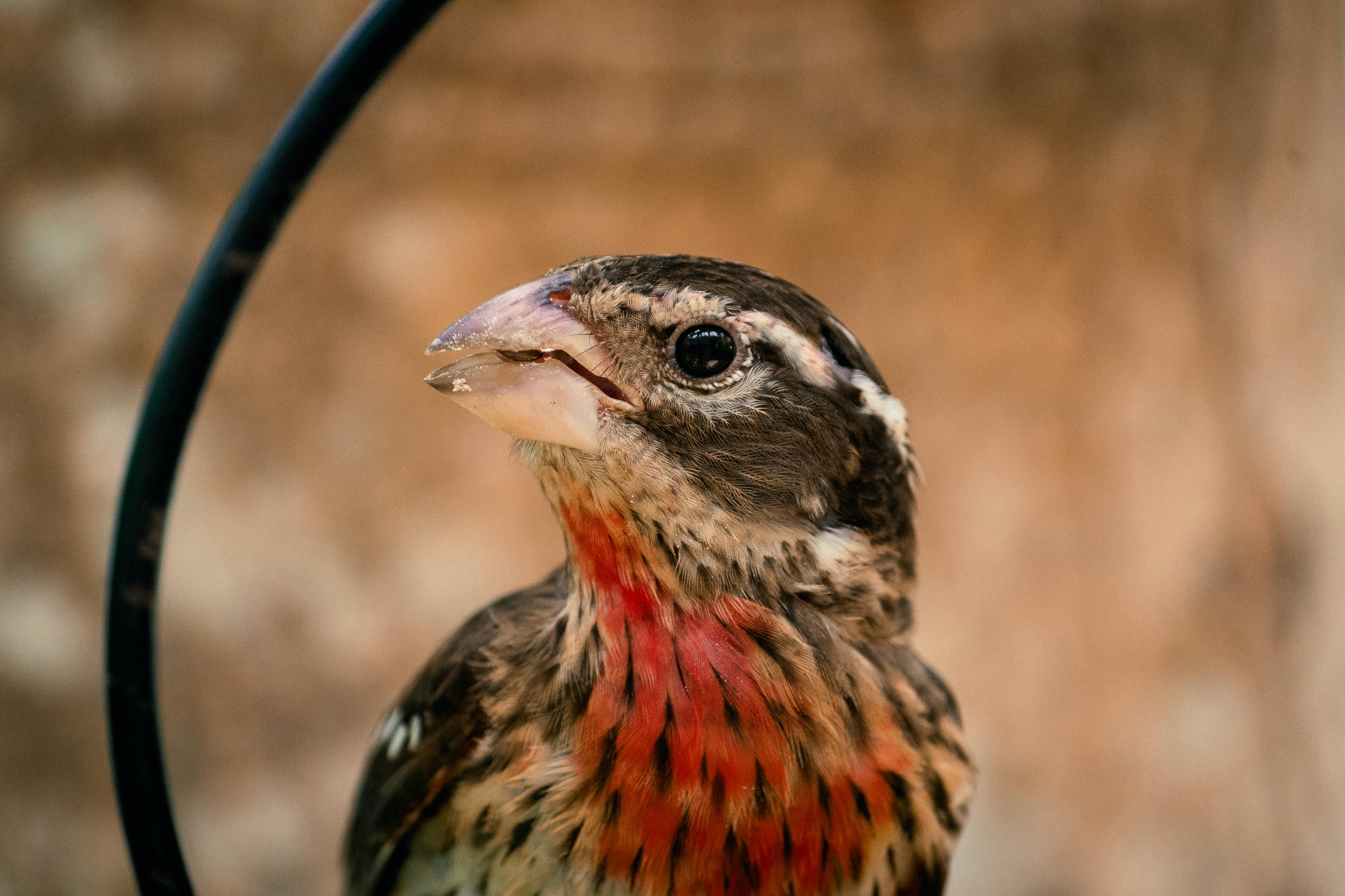 Close-up of a Rose-breasted Grosbeak Bird · Free Stock Photo