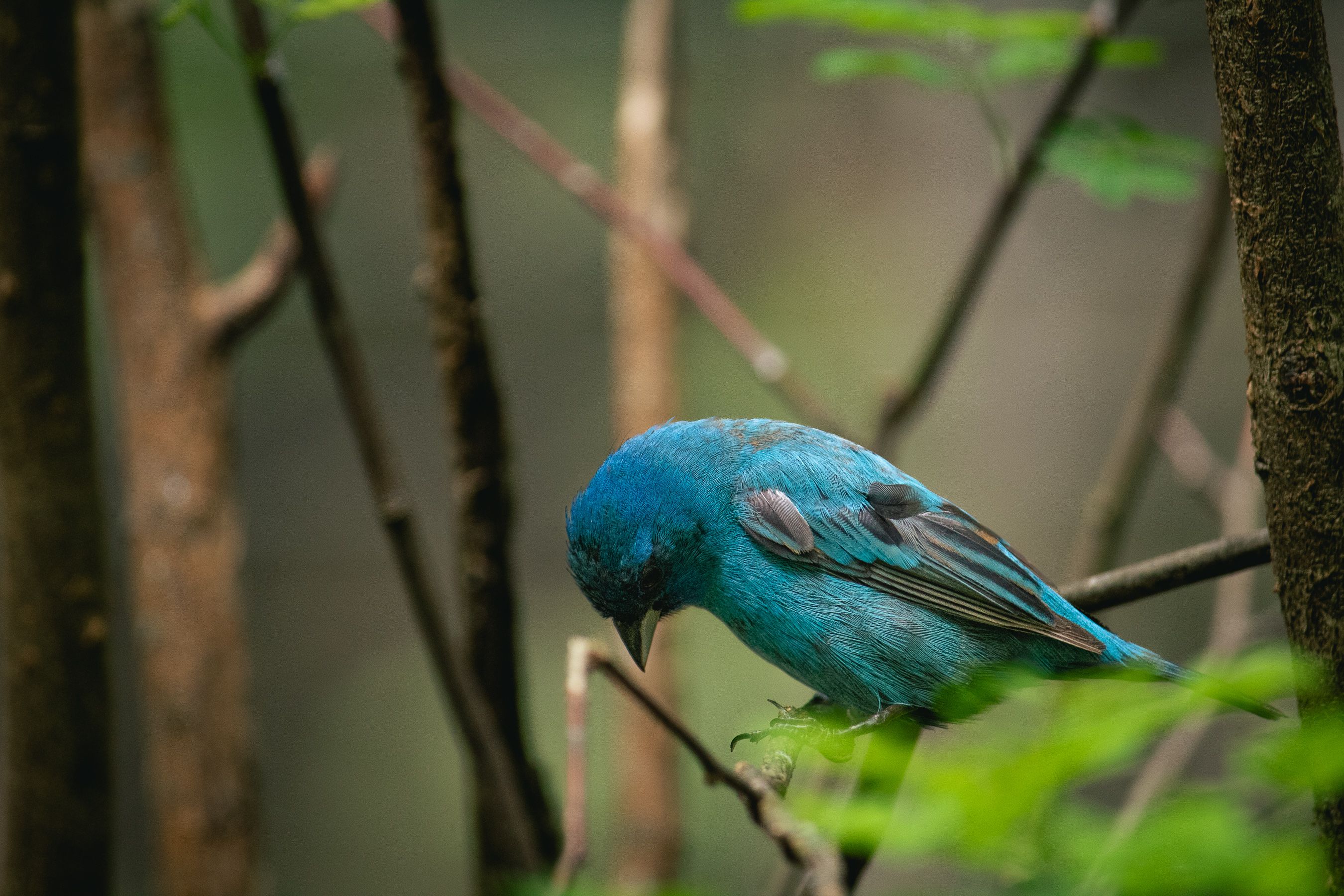 Vibrant Indigo Bunting on Branch in Forest · Free Stock Photo
